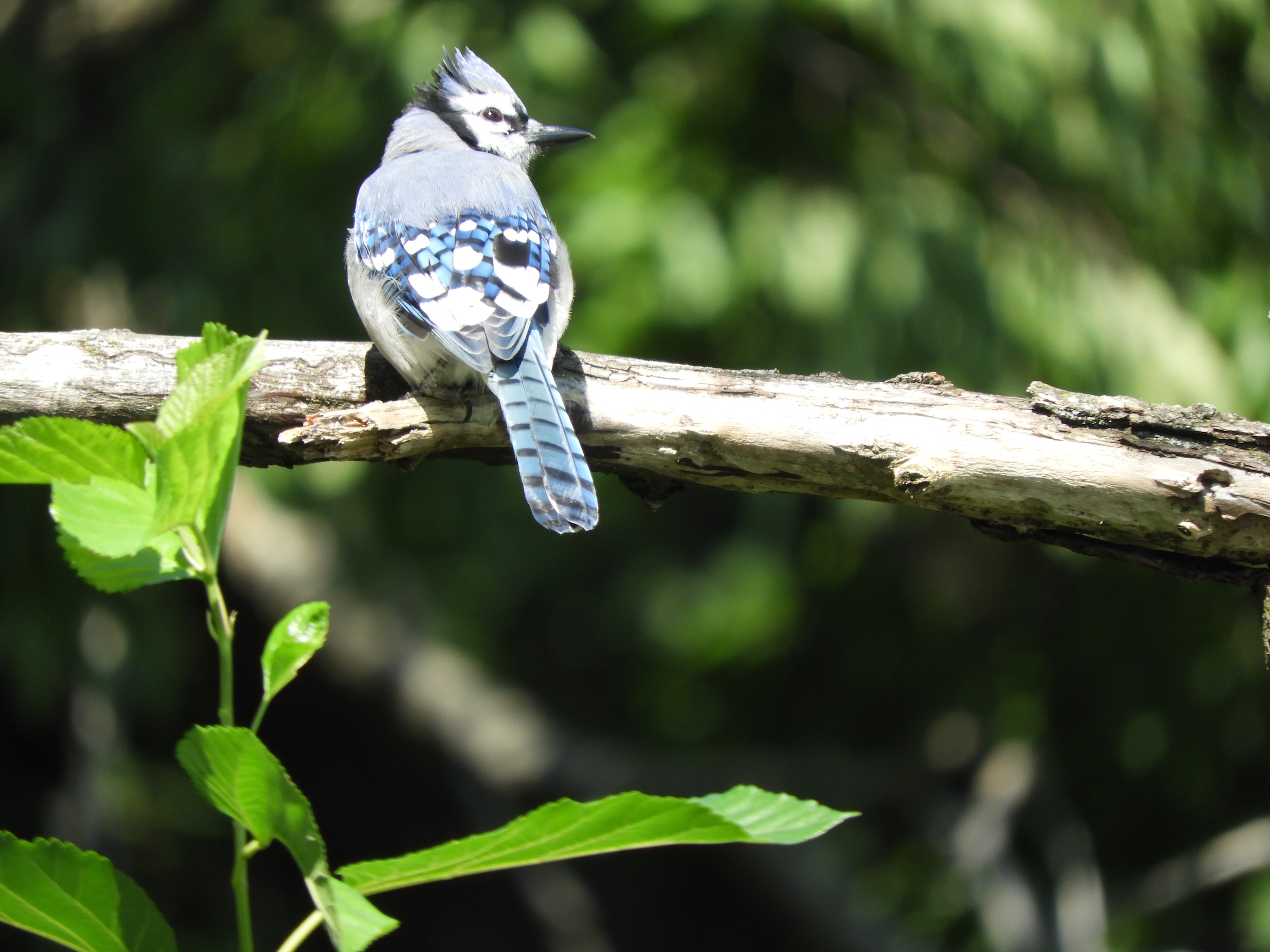 The Blues of Blue Jays – Birds of Inwood