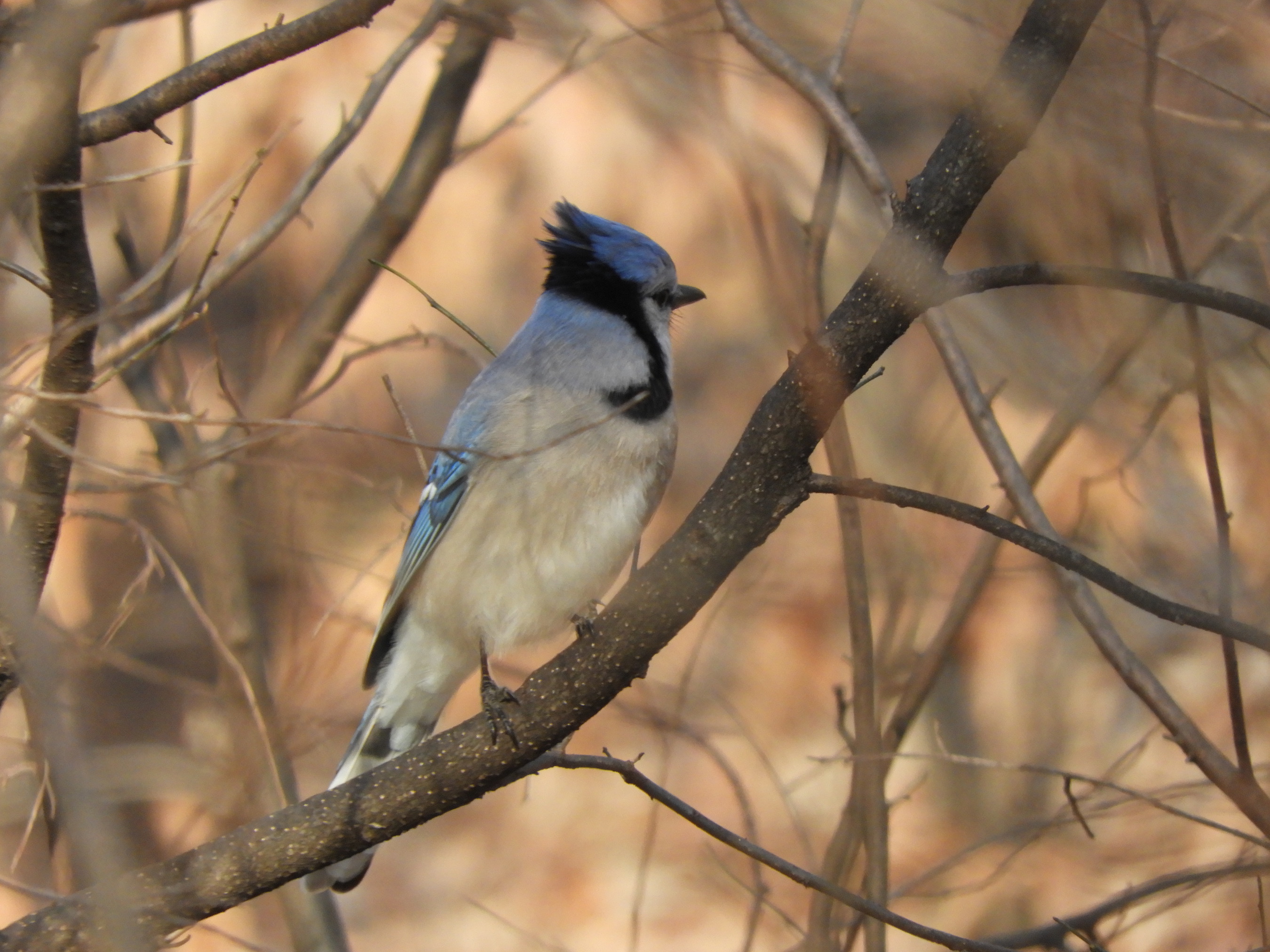 The Blues of Blue Jays – Birds of Inwood