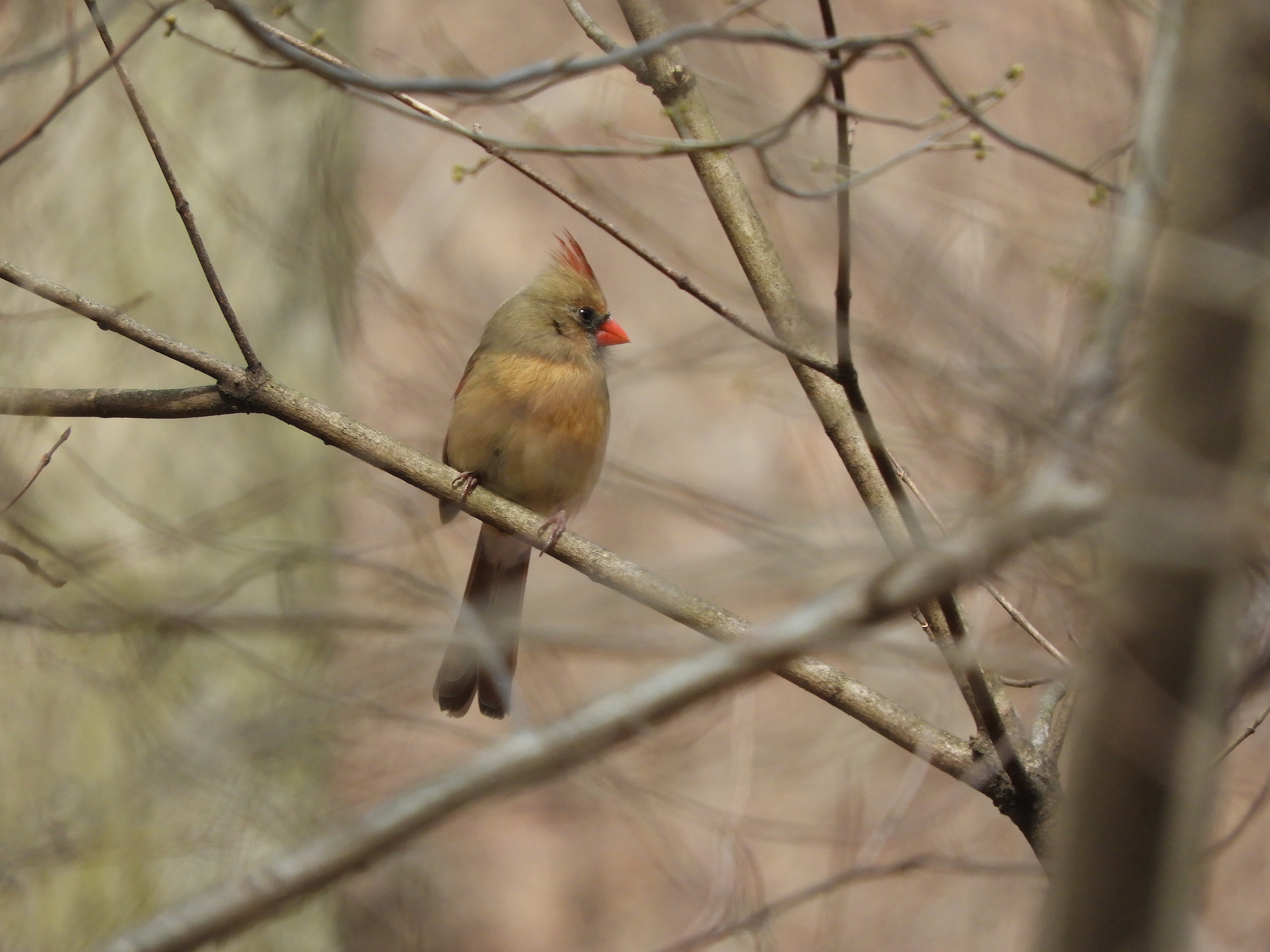 Northern Cardinal – Birds of Inwood