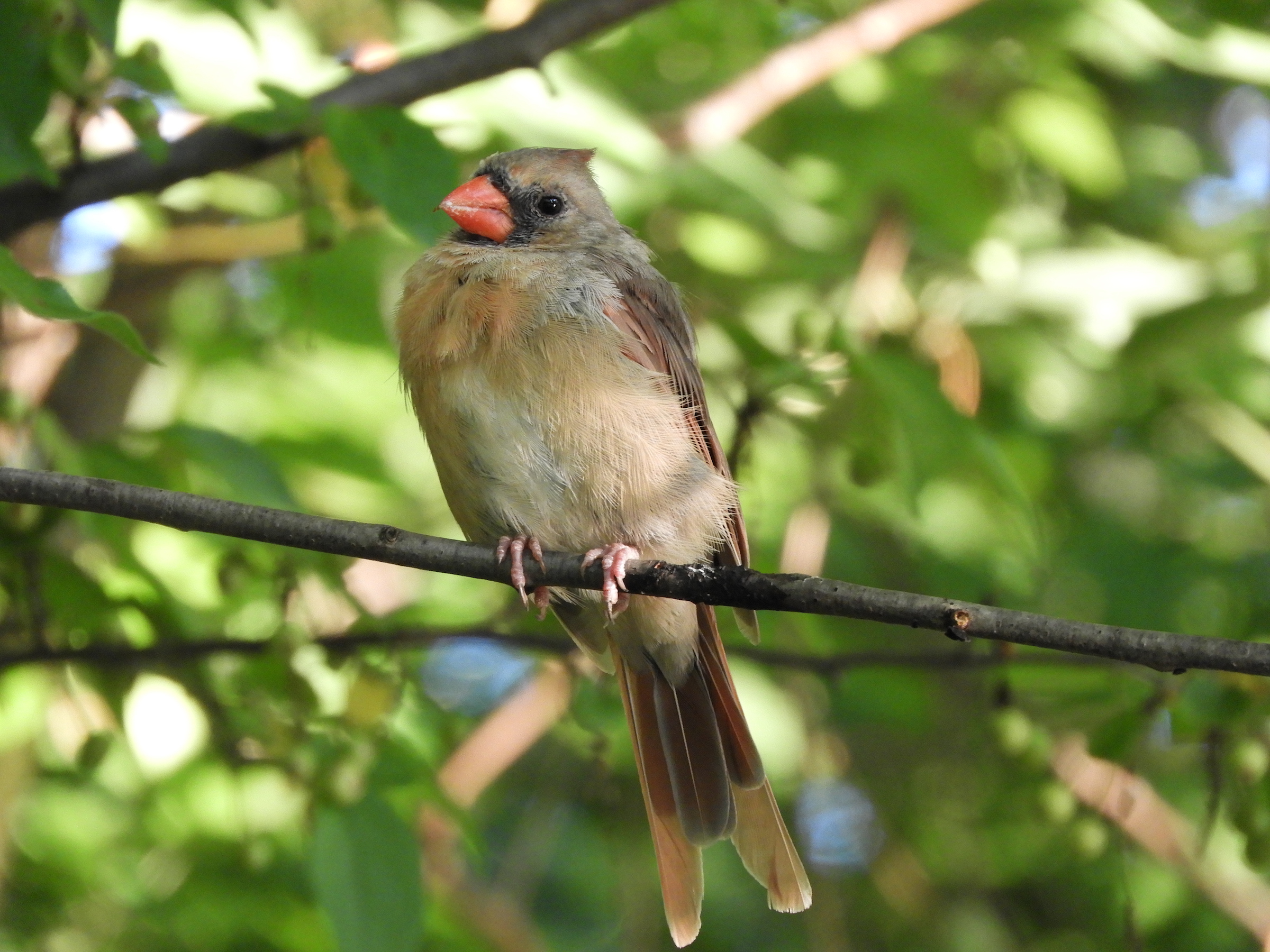 Northern Cardinal – Birds of Inwood