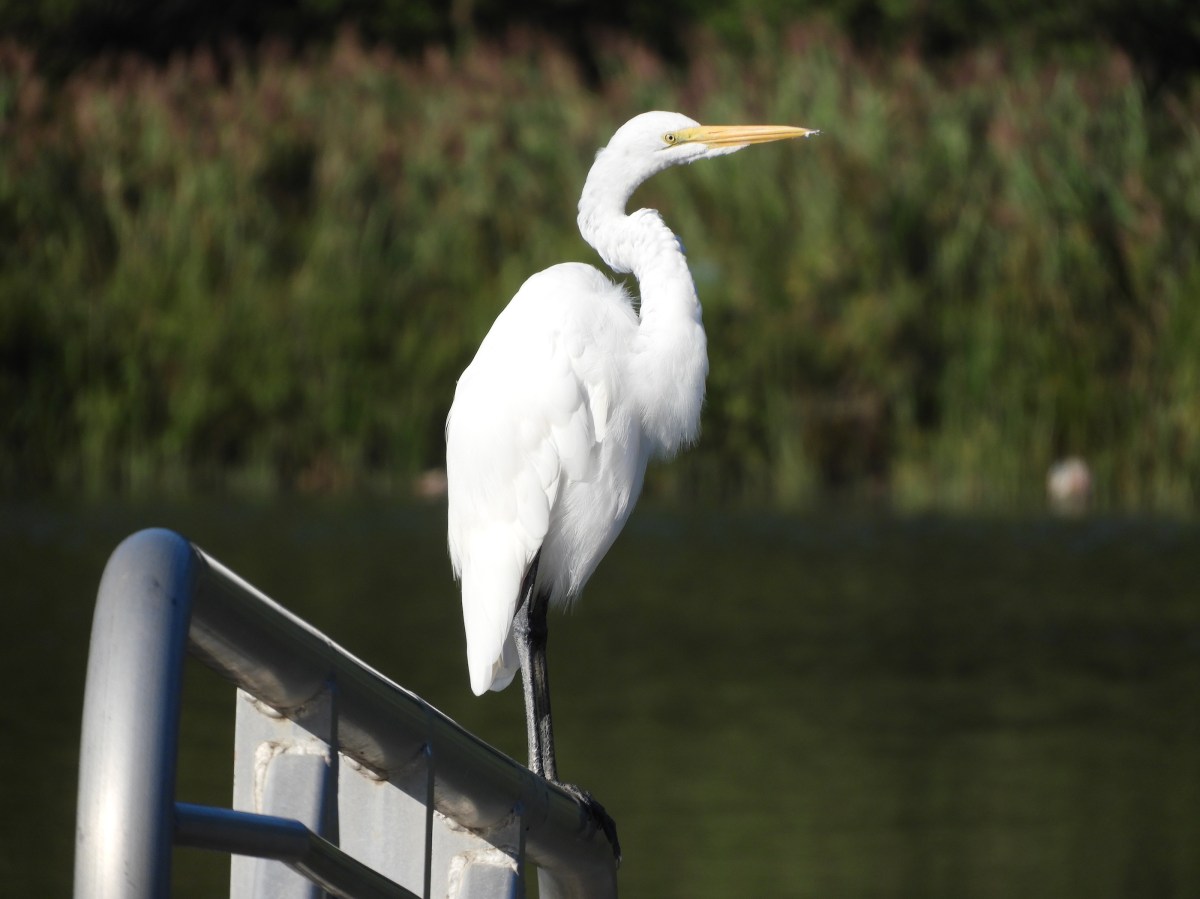 Great Egret – Birds of Inwood