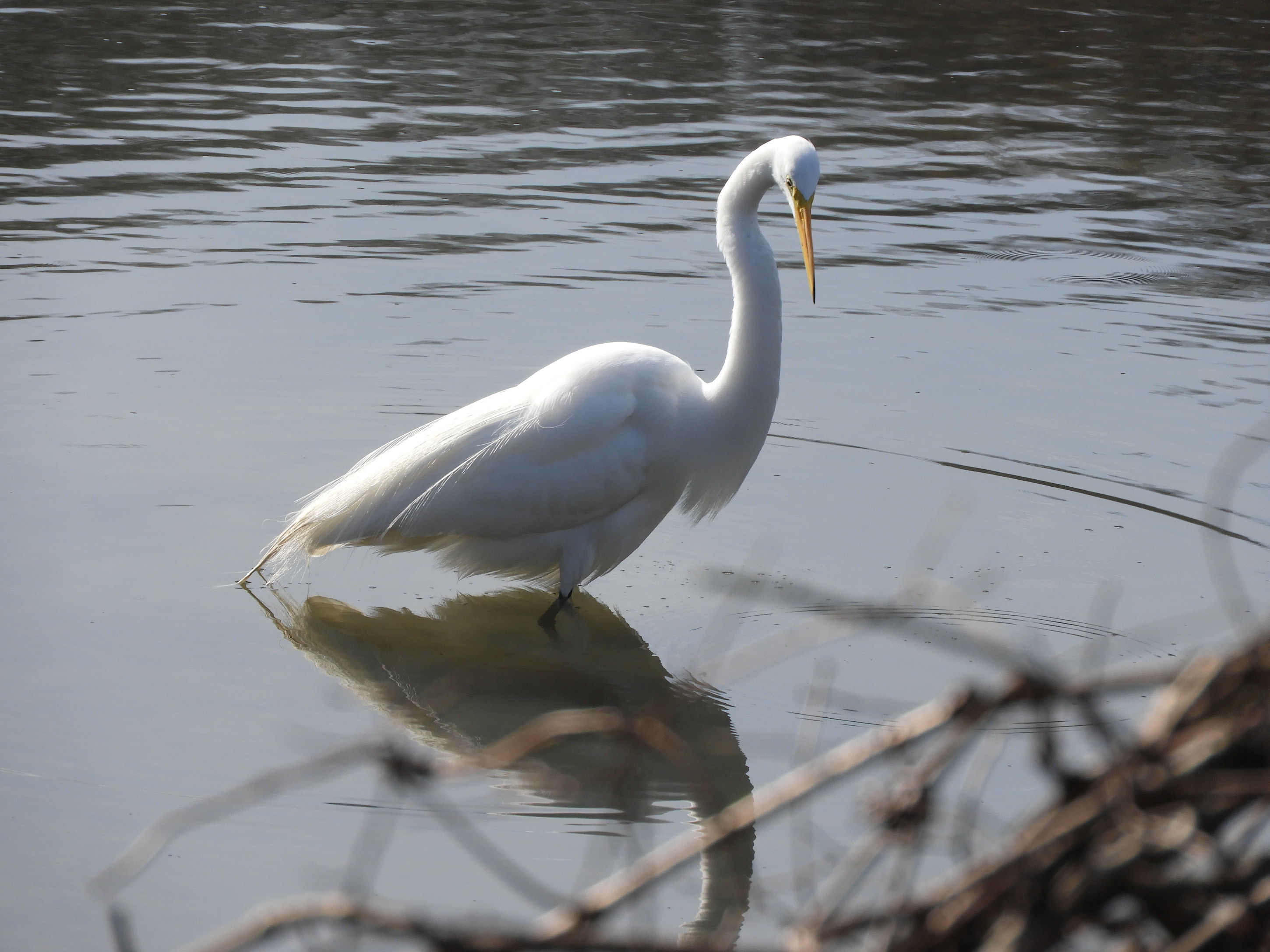 The Return of the Great Egret – Birds of Inwood