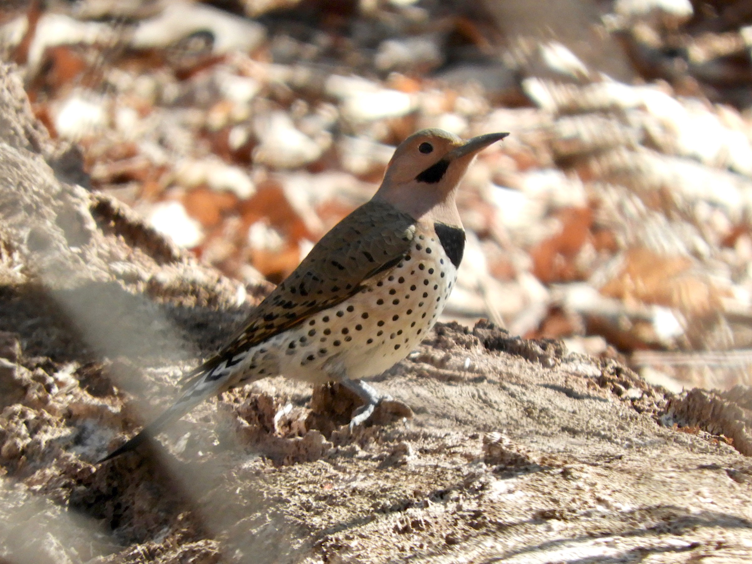 The Northern Flicker and the Way of the Woodpecker – Birds of Inwood