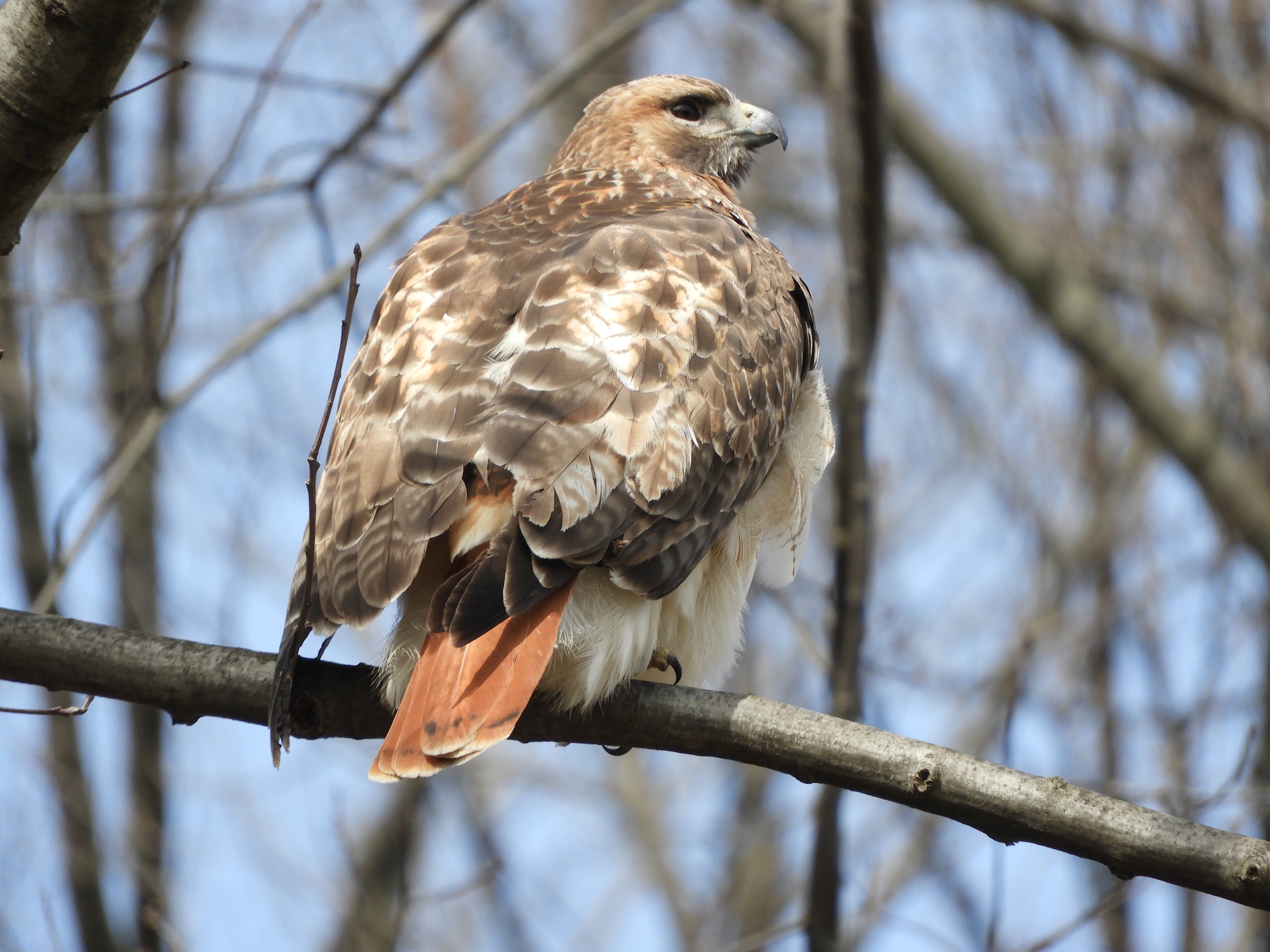 An Early Morning Photo Session with a Red-tailed Hawk – Birds of Inwood