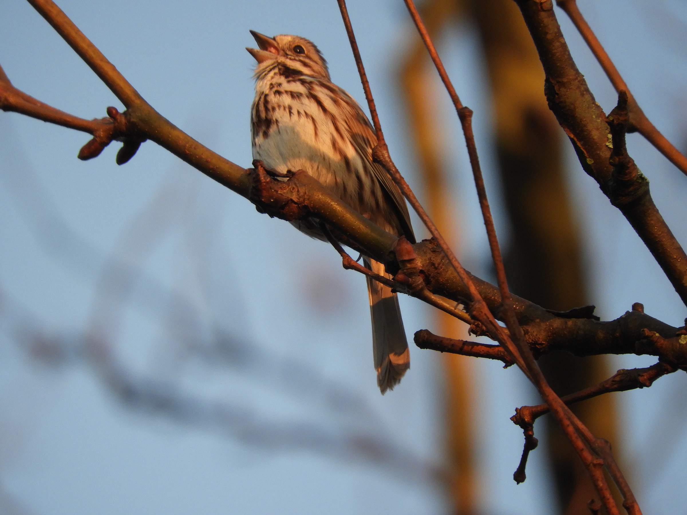 A Song Sparrow Singing at the Salt Marsh – Birds of Inwood