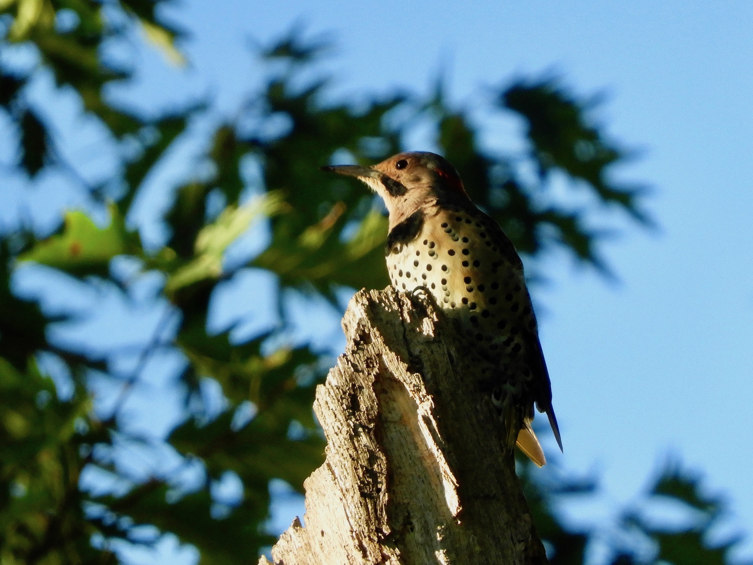 The Northern Flicker and the Way of the Woodpecker – Birds of Inwood