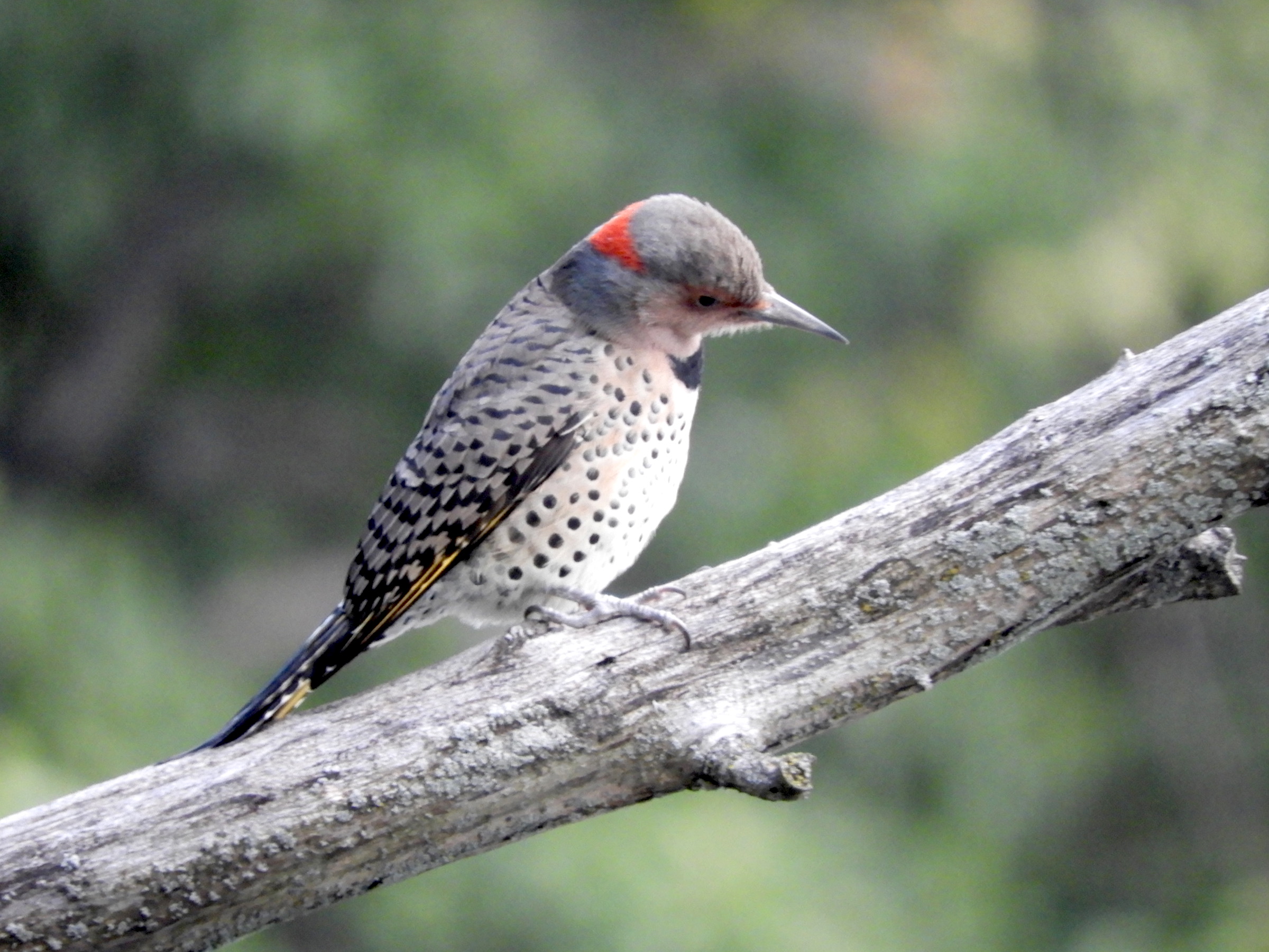 The Northern Flicker and the Way of the Woodpecker – Birds of Inwood