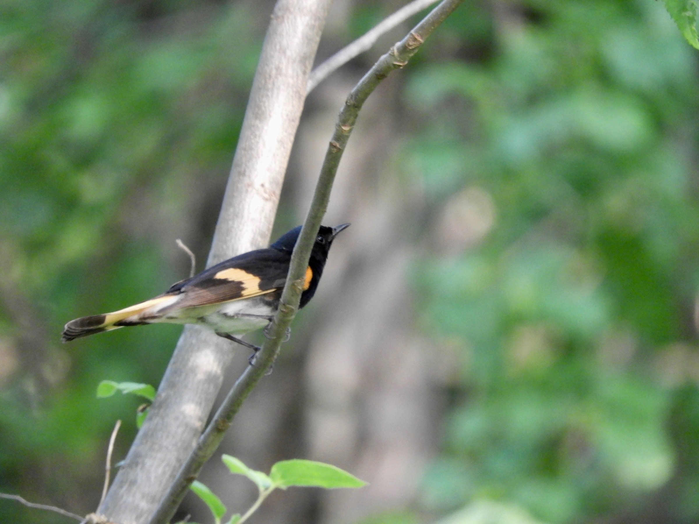 Listening to the American Redstart – Birds of Inwood