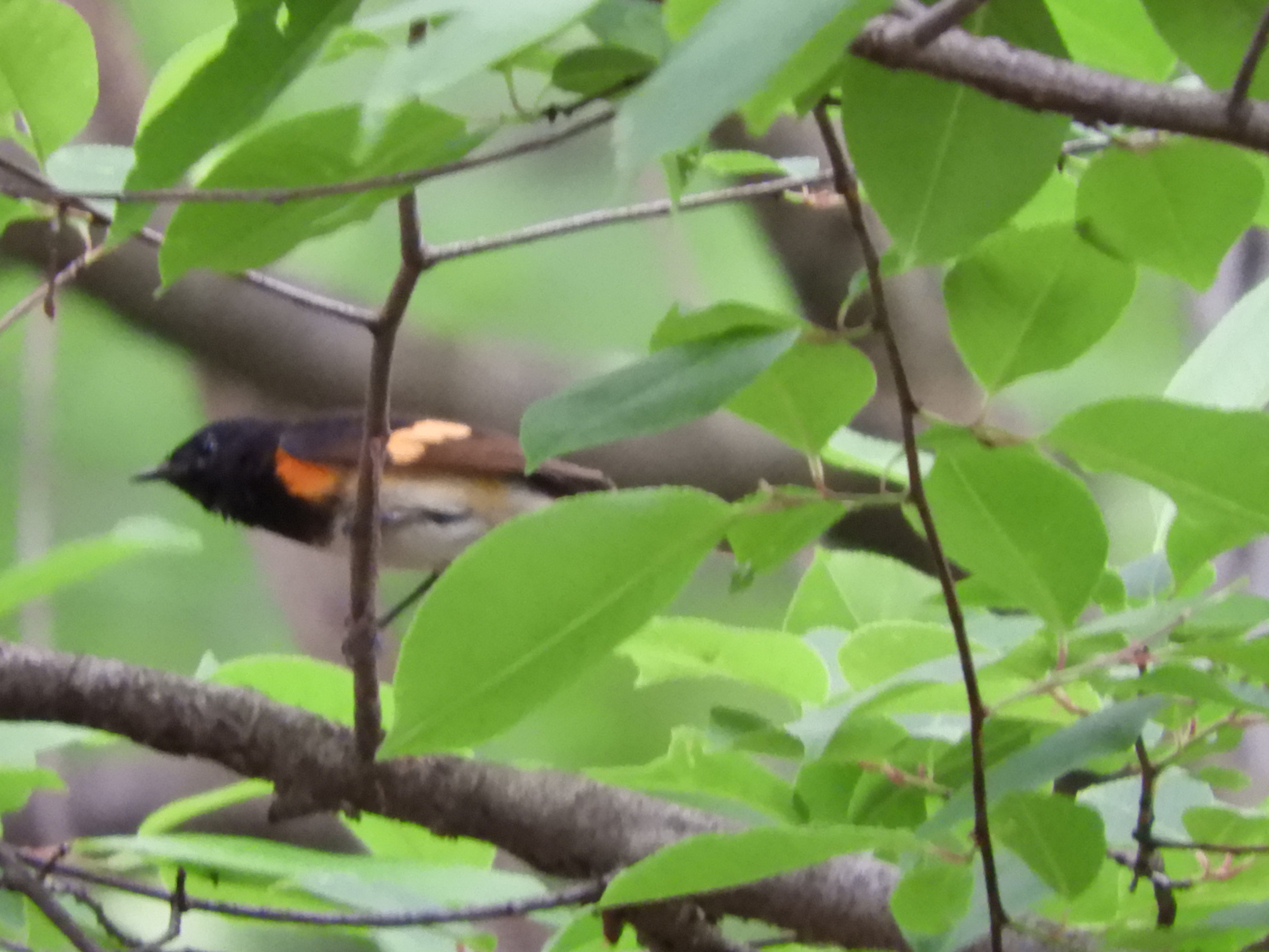 Listening to the American Redstart – Birds of Inwood