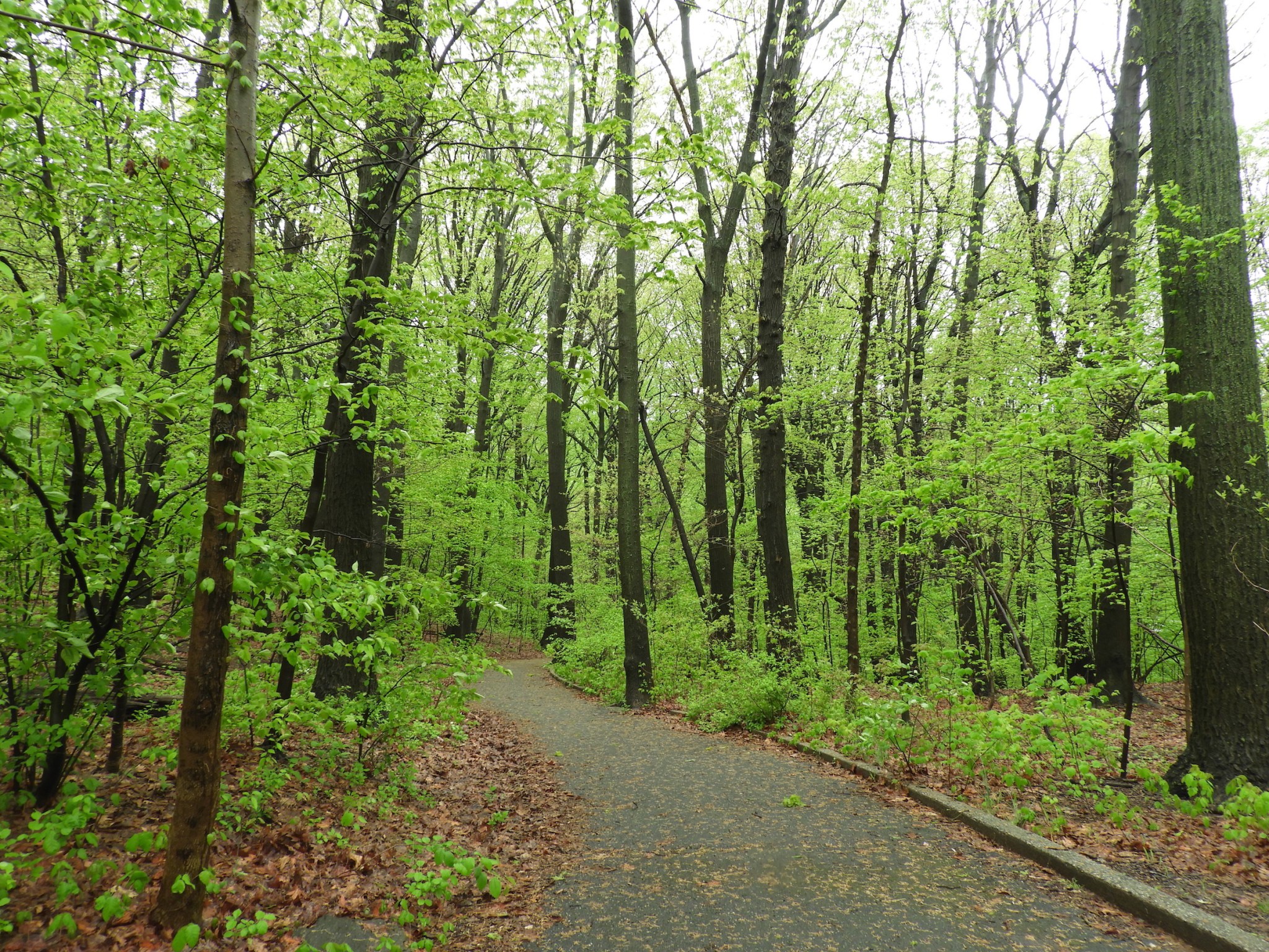 Leaf Out: Spring in the Old-Growth Forest – Birds of Inwood