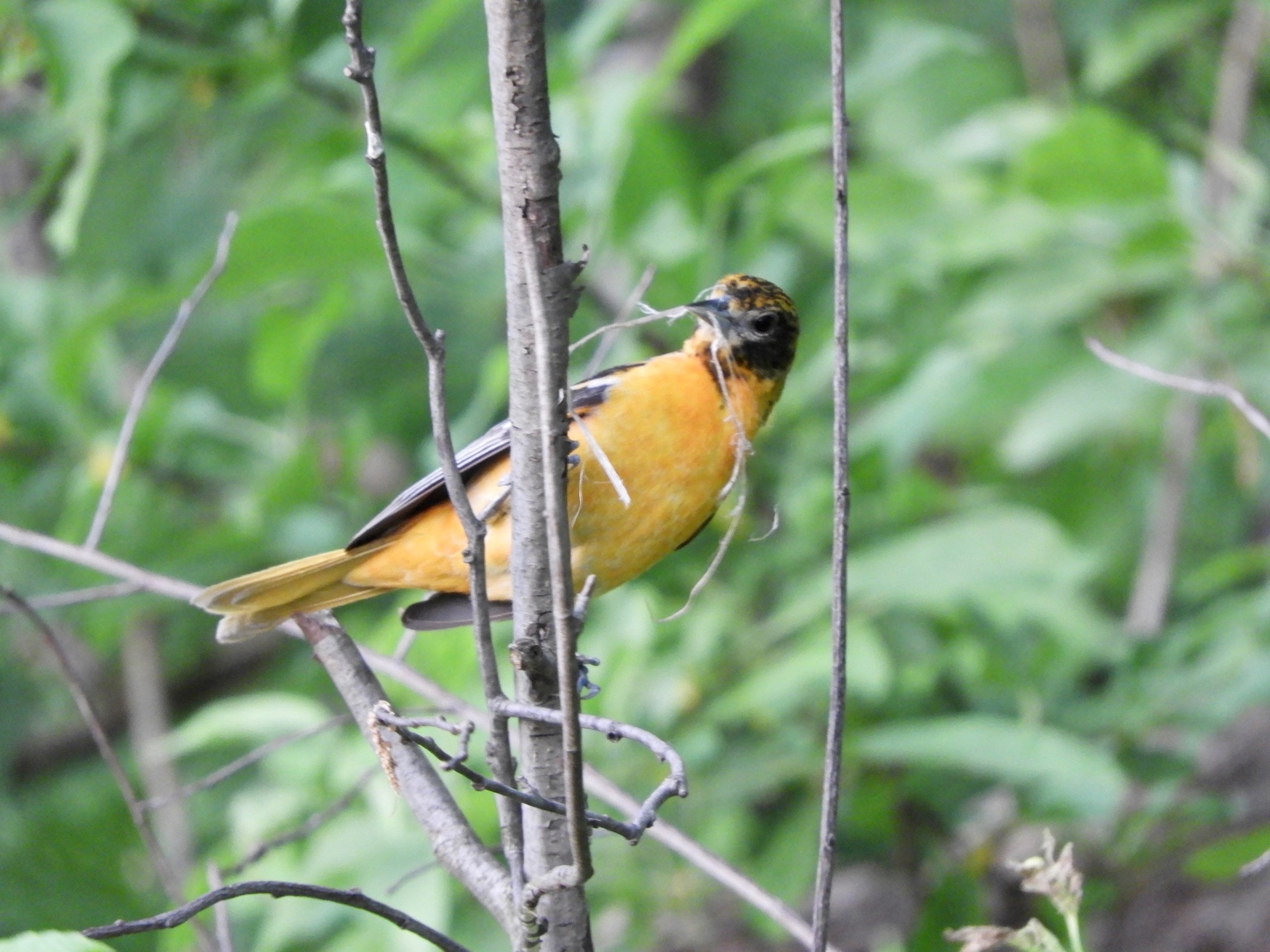 Summer Season with the Baltimore Orioles – Birds of Inwood