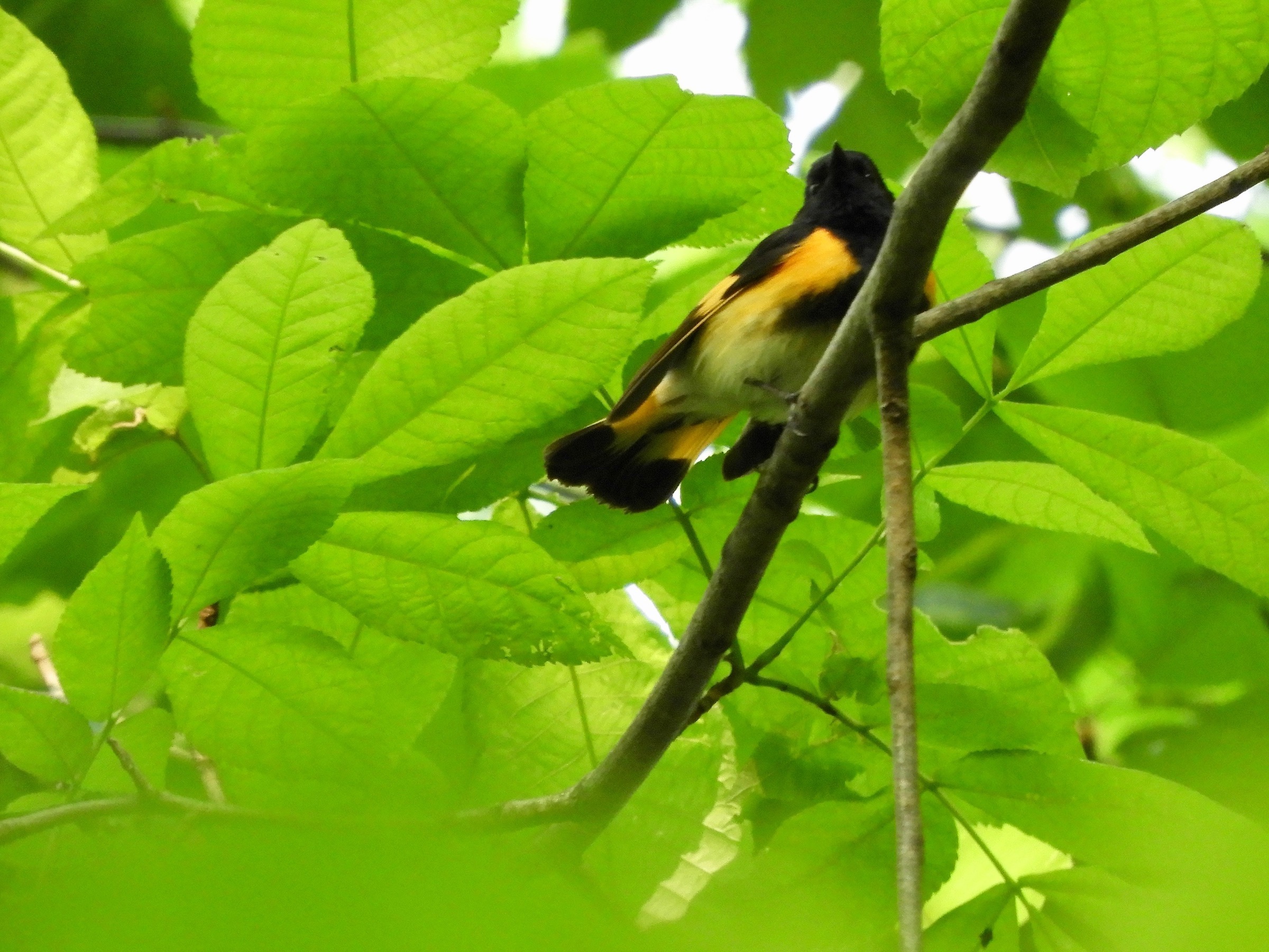 Listening to the American Redstart – Birds of Inwood