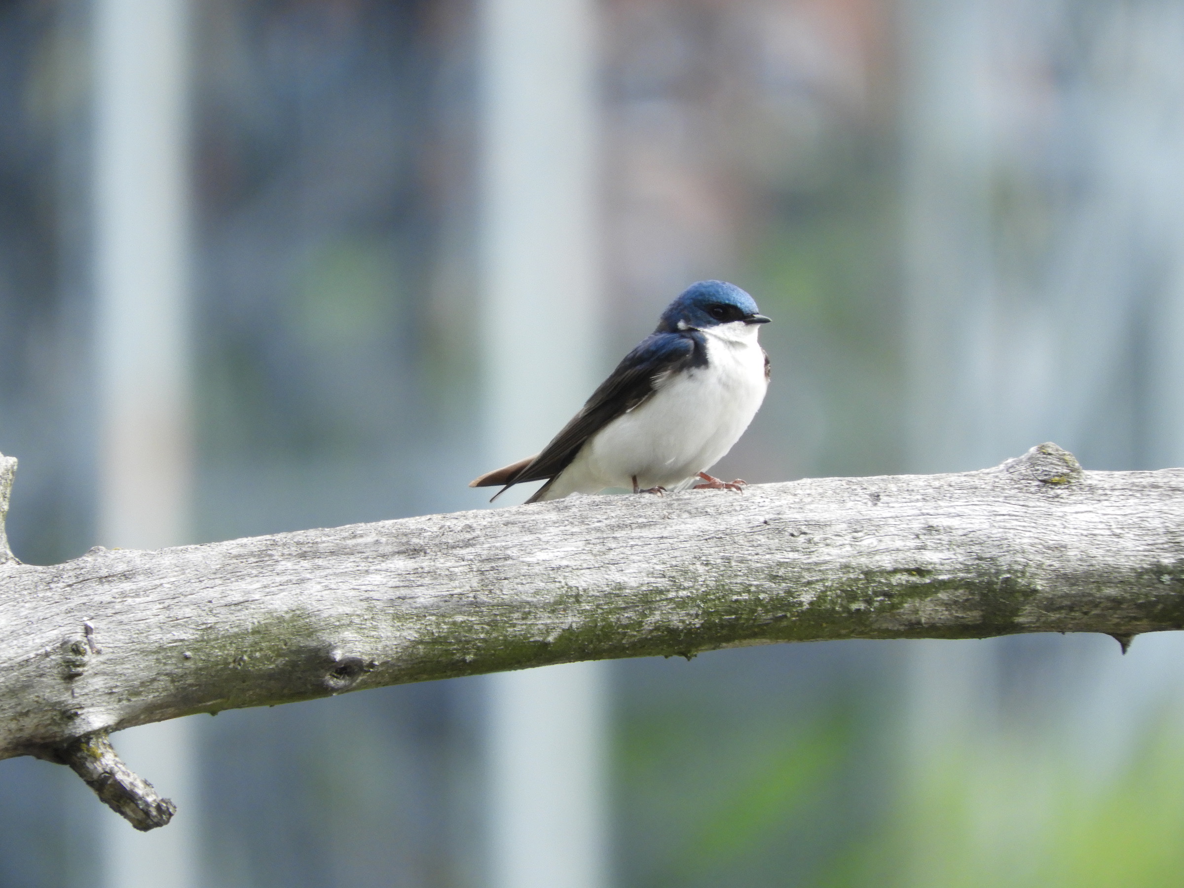 When the Tree Swallows Come Back to Northern Manhattan – Birds of Inwood