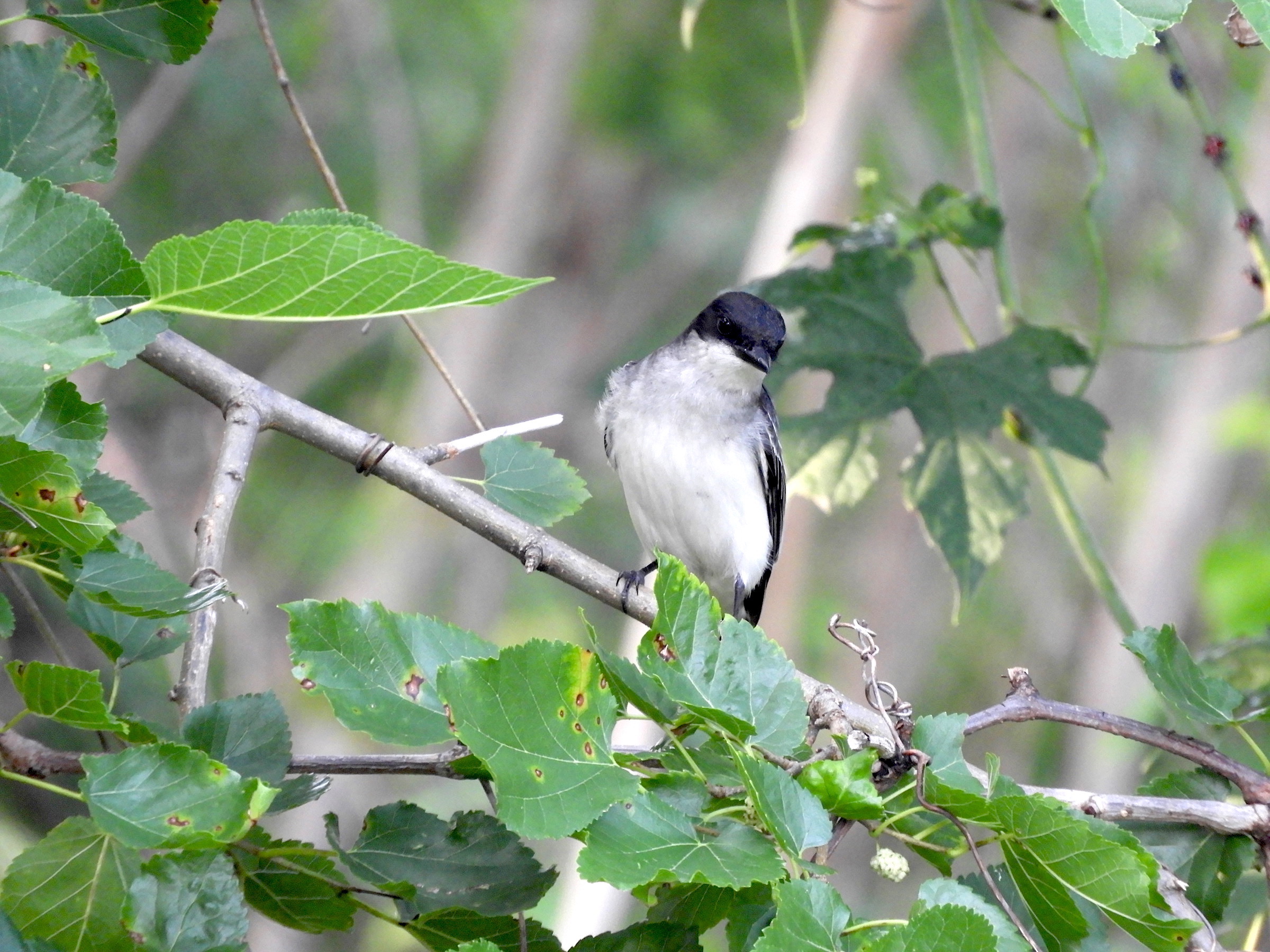 An Eastern Kingbird Guards the Peninsula – Birds of Inwood