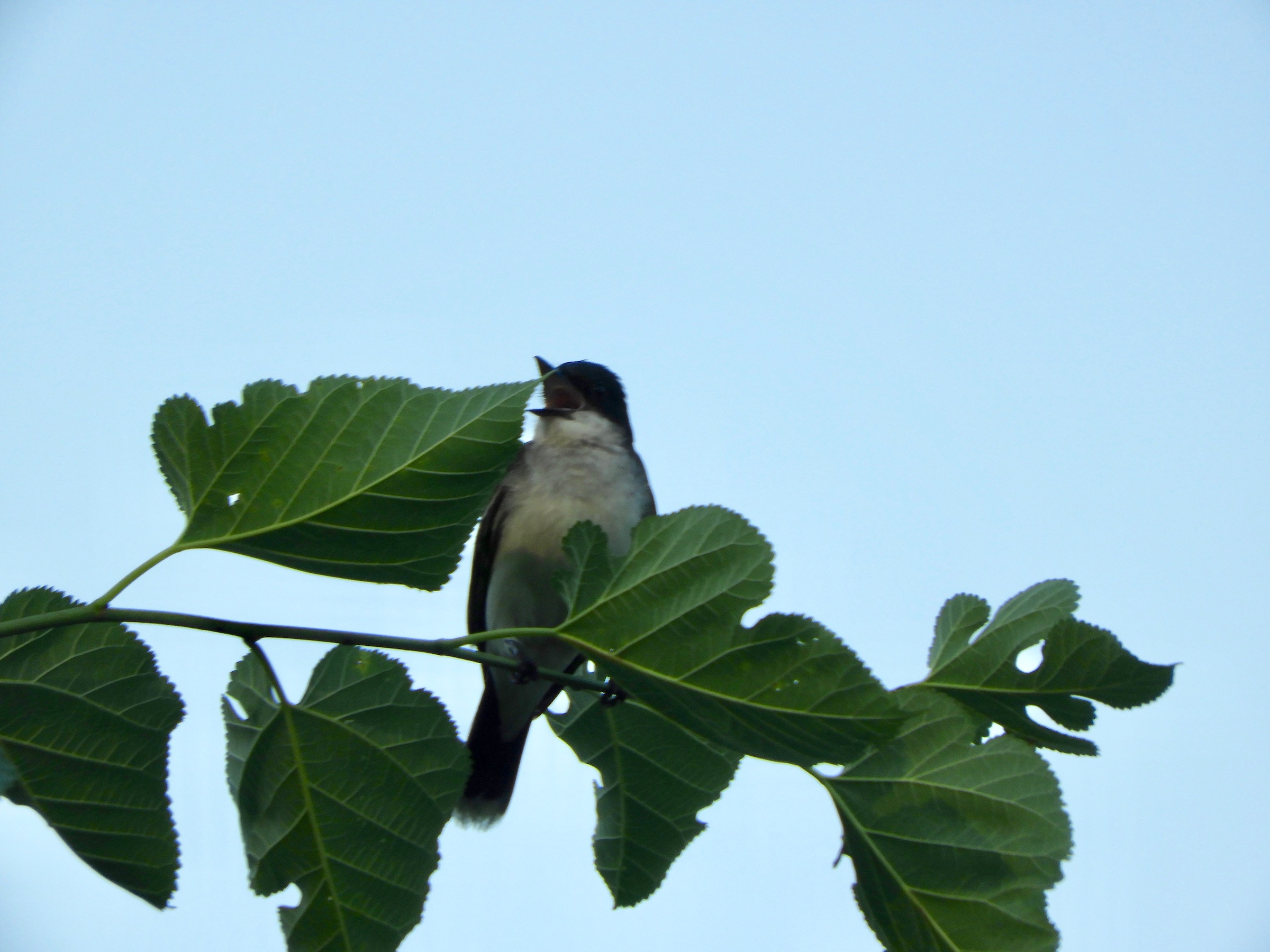 An Eastern Kingbird Guards the Peninsula – Birds of Inwood