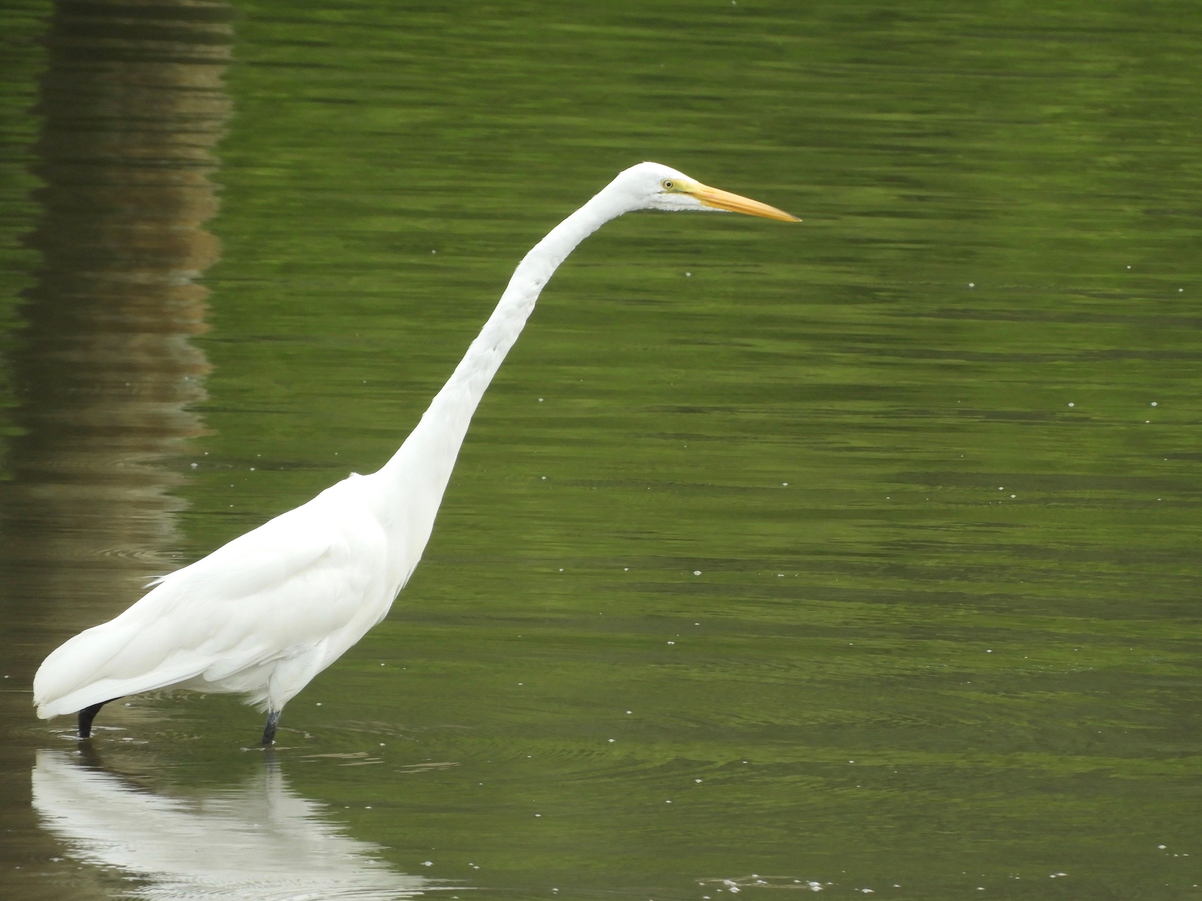 Visiting Great Egrets, a Spotted Sandpiper, and Other News from the ...