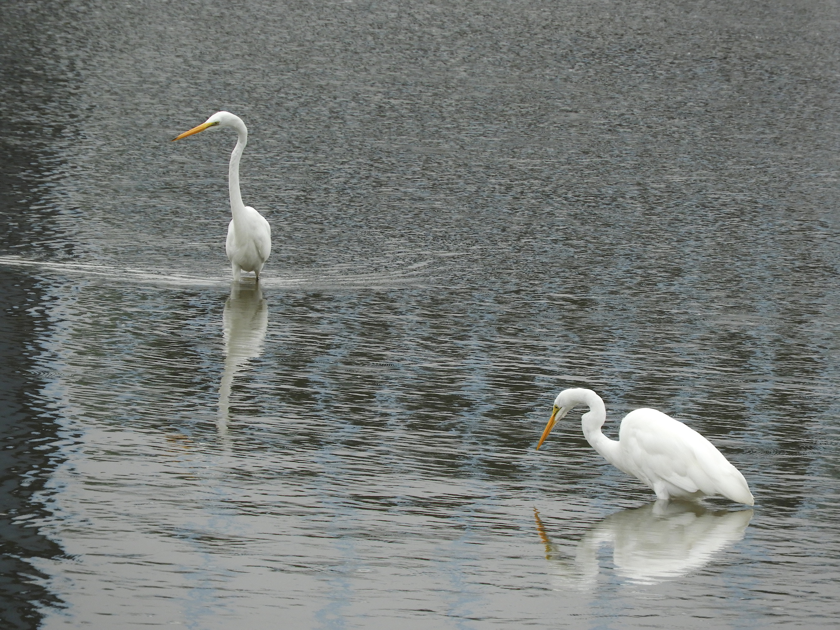 Visiting Great Egrets, a Spotted Sandpiper, and Other News from the ...