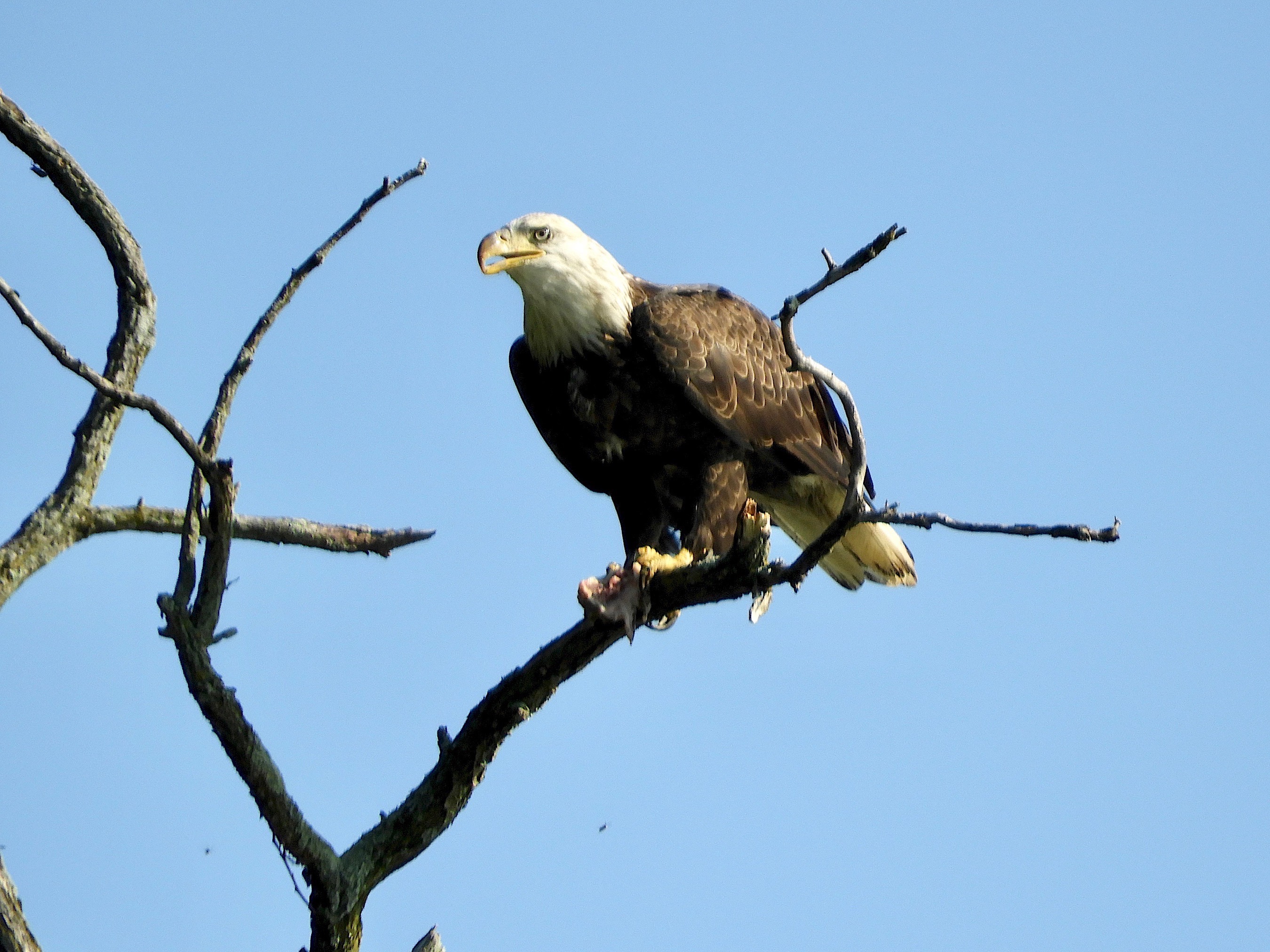 A Bald Eagle Lands in the Osprey Tree – Birds of Inwood