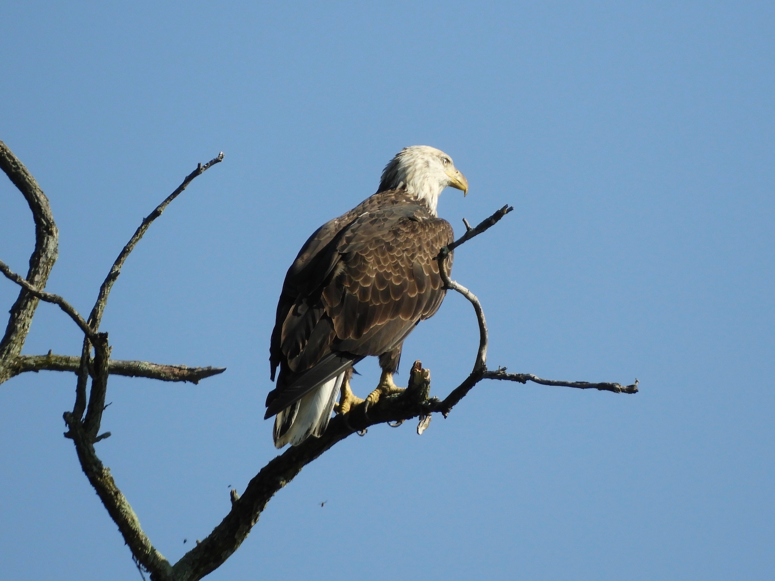 A Bald Eagle Lands in the Osprey Tree – Birds of Inwood