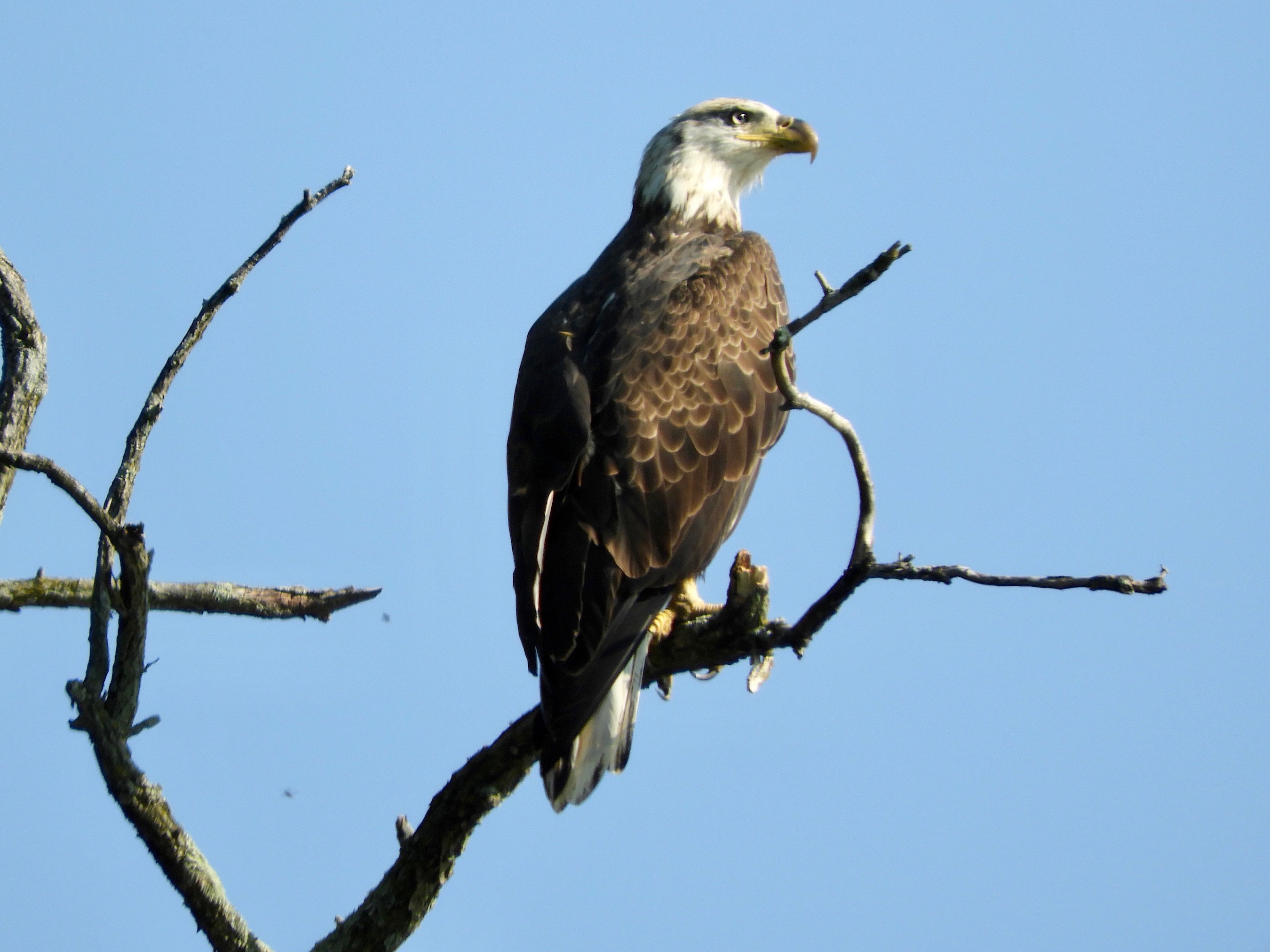 A Bald Eagle Lands in the Osprey Tree – Birds of Inwood