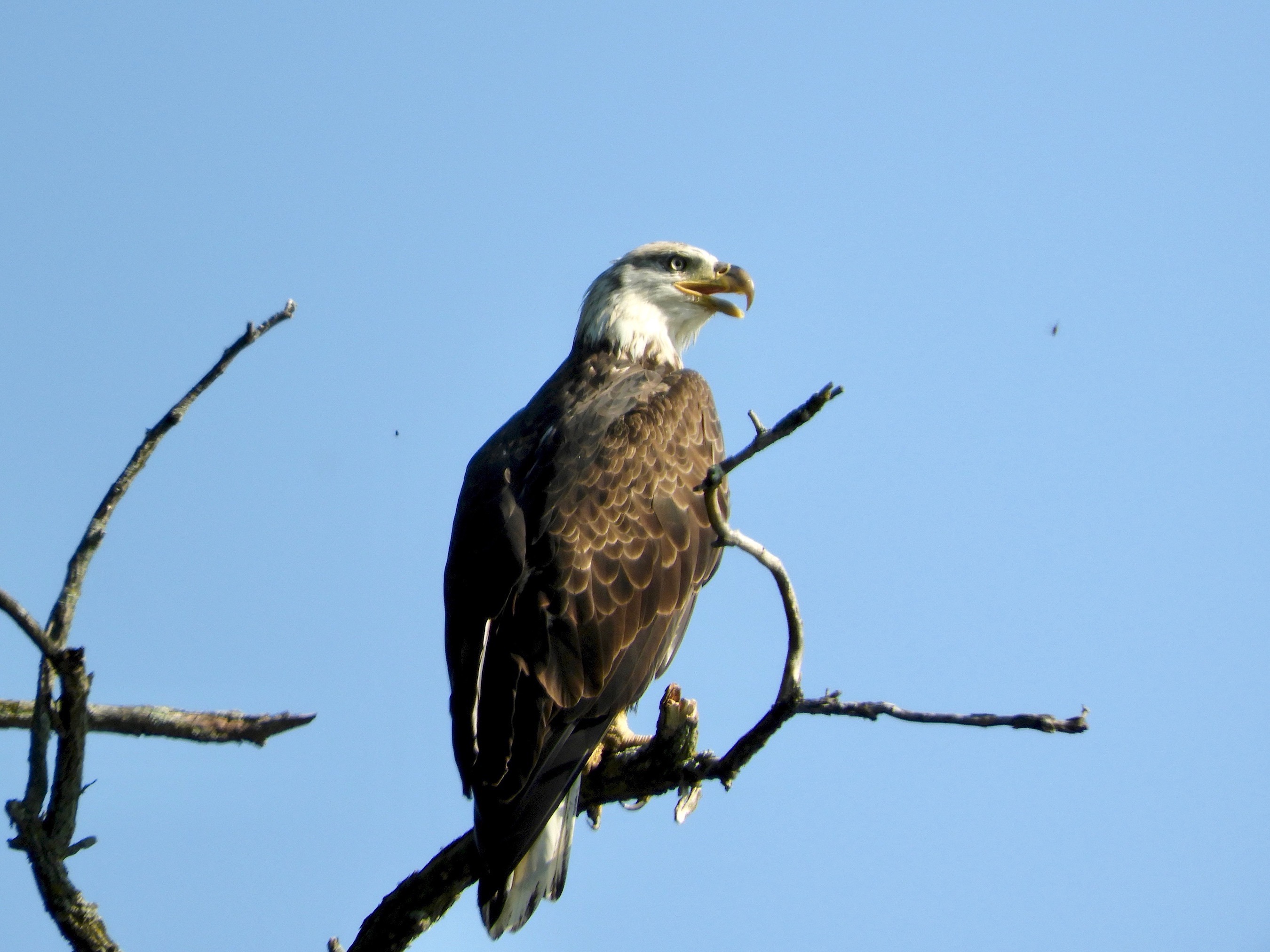 A Bald Eagle Lands in the Osprey Tree – Birds of Inwood