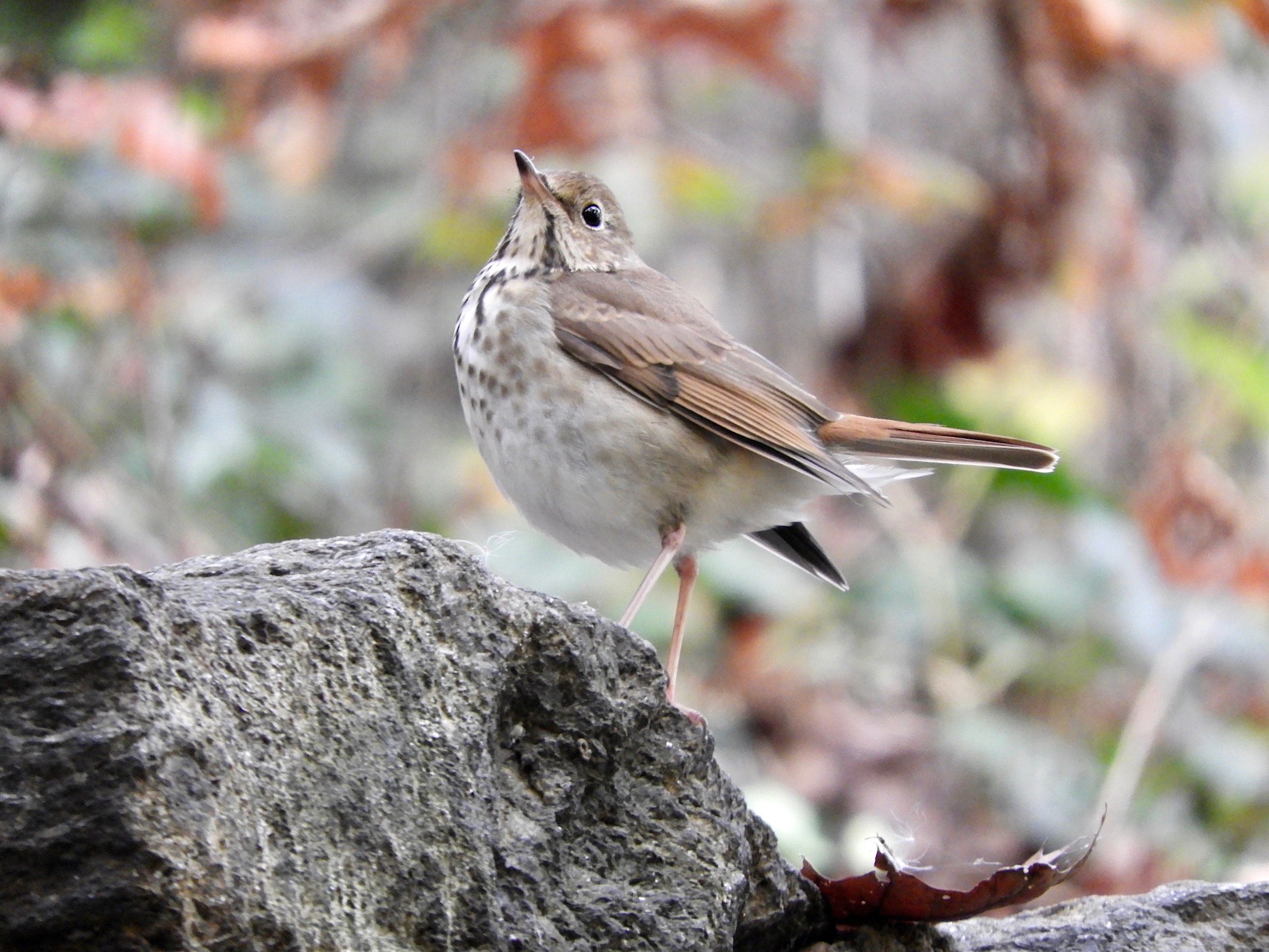 Wood Thrush – Birds of Inwood