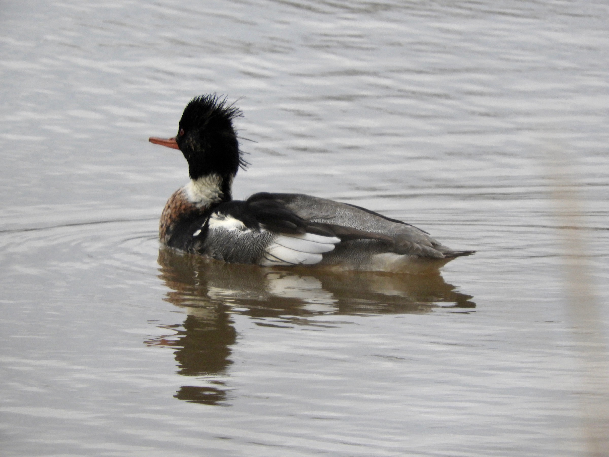 A Red-breasted Merganser at the Salt Marsh – Birds of Inwood