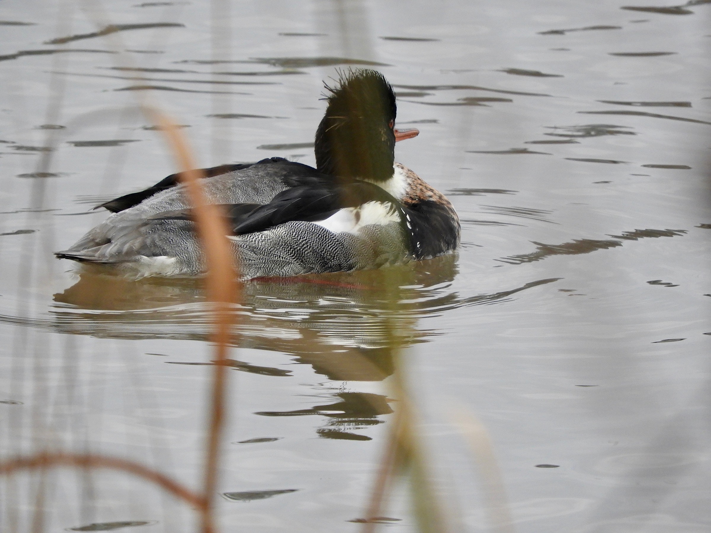A Red-breasted Merganser at the Salt Marsh – Birds of Inwood