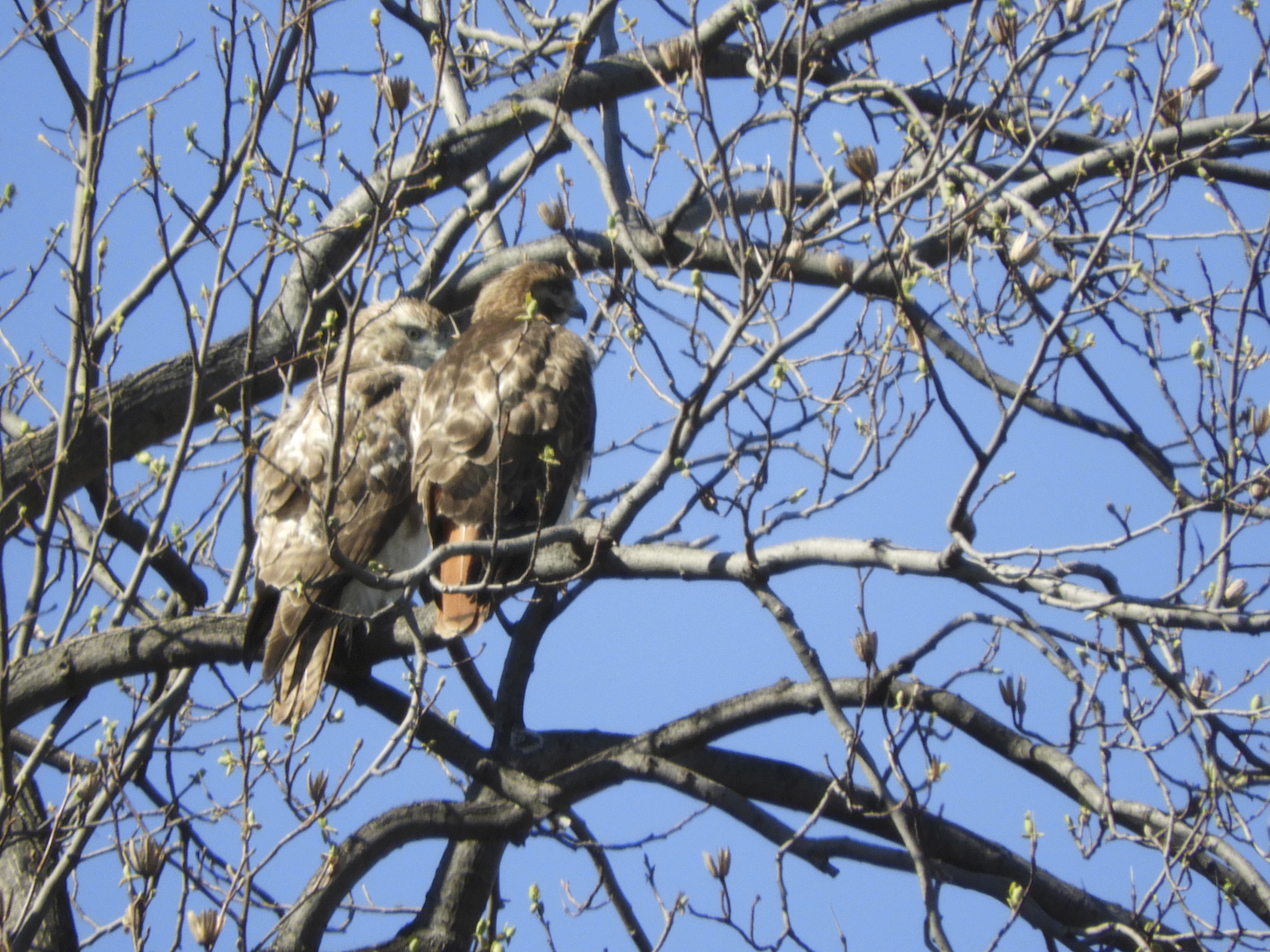 Questions for These Red-tailed Hawks Sitting in a Tree on March 25 ...