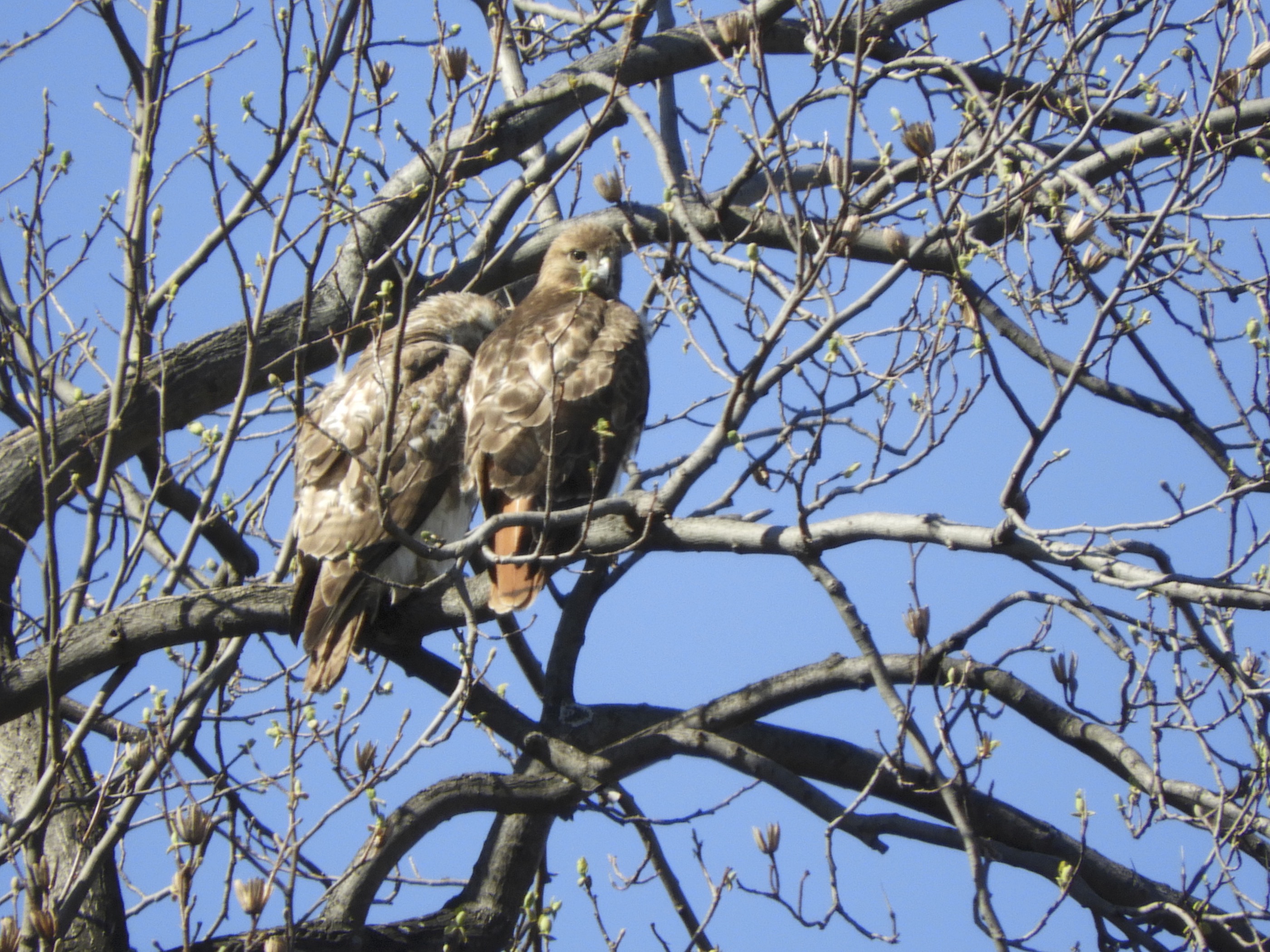 Questions for These Red-tailed Hawks Sitting in a Tree on March 25 ...