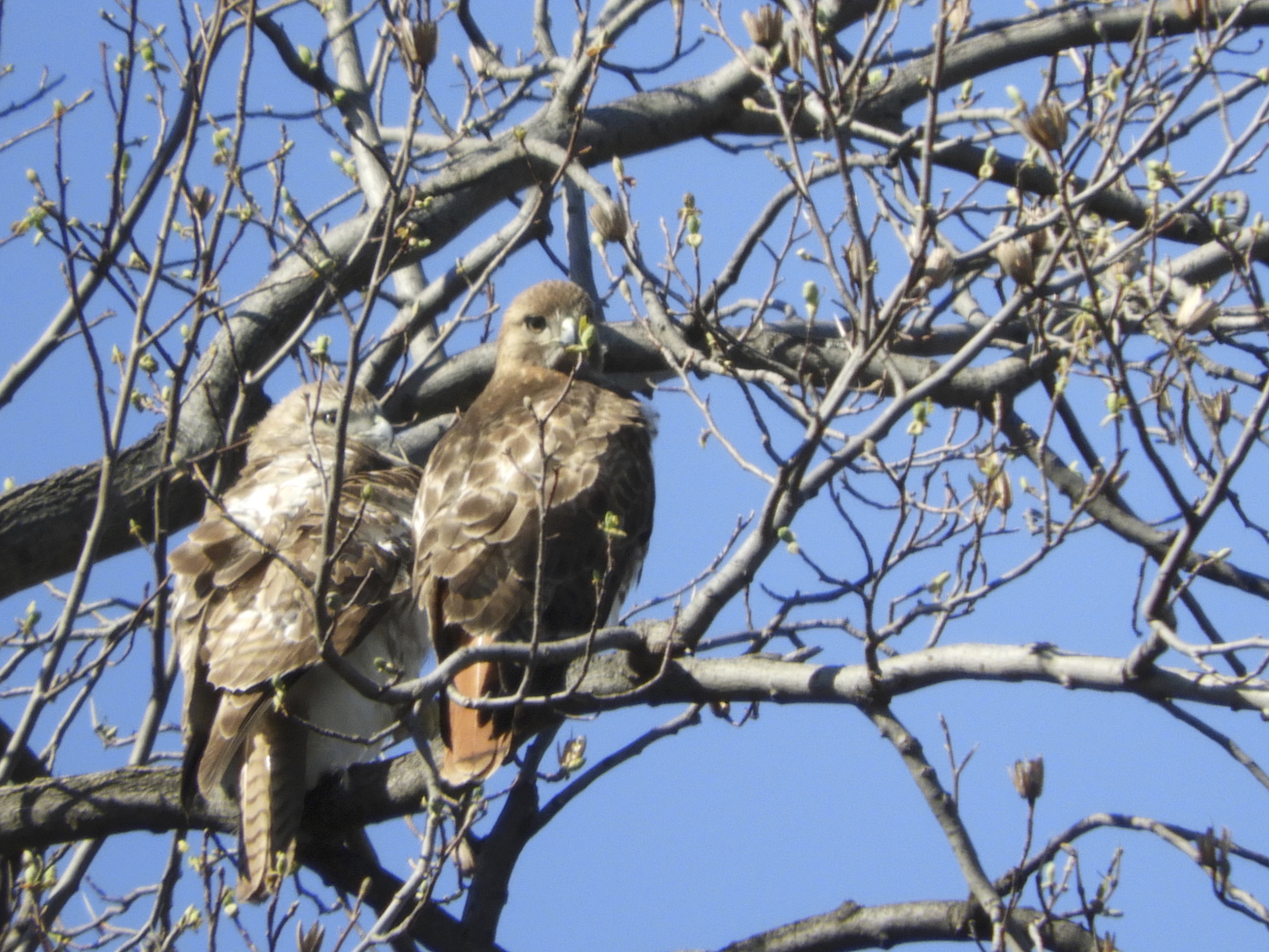 Questions for These Red-tailed Hawks Sitting in a Tree on March 25 ...