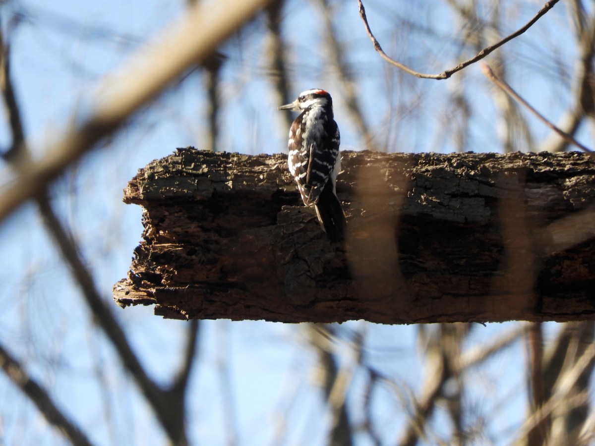 The Woodpecker Projects – Birds of Inwood