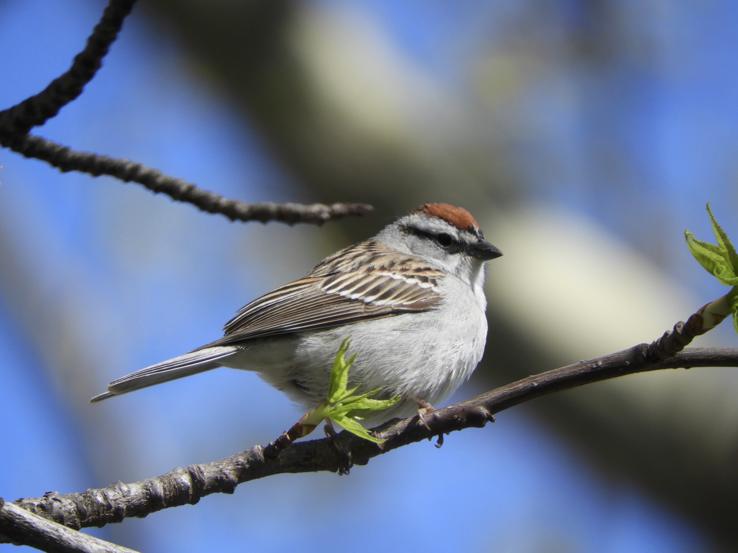 The Sparrows of April – Birds of Inwood