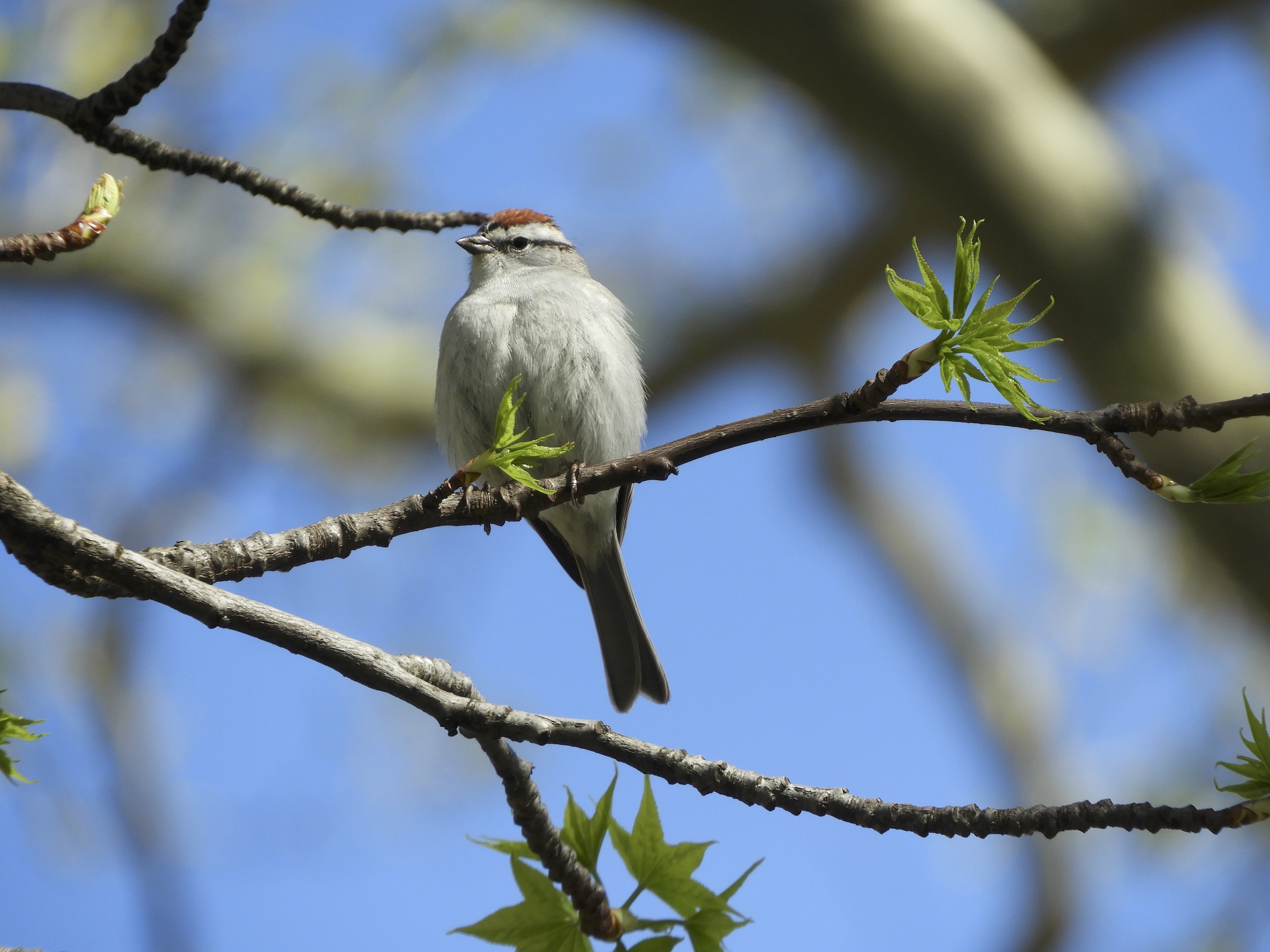 The Sparrows of April – Birds of Inwood