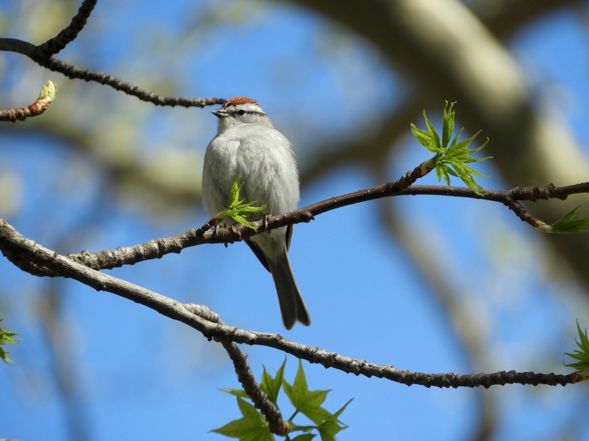 The Sparrows of April – Birds of Inwood