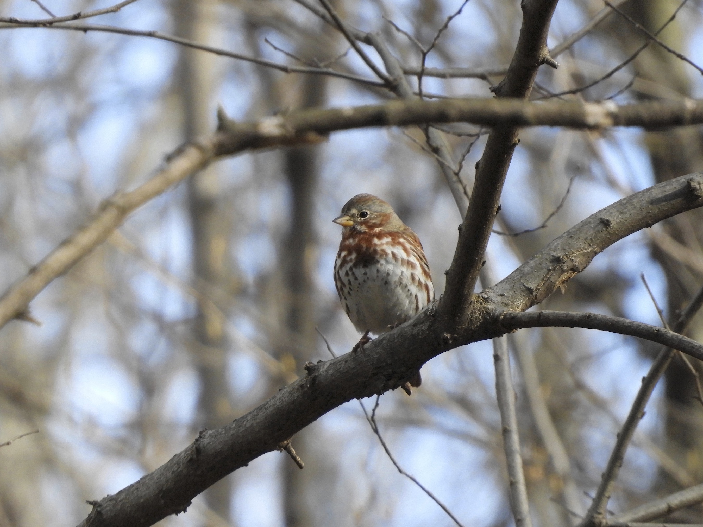 The Sparrows of April – Birds of Inwood