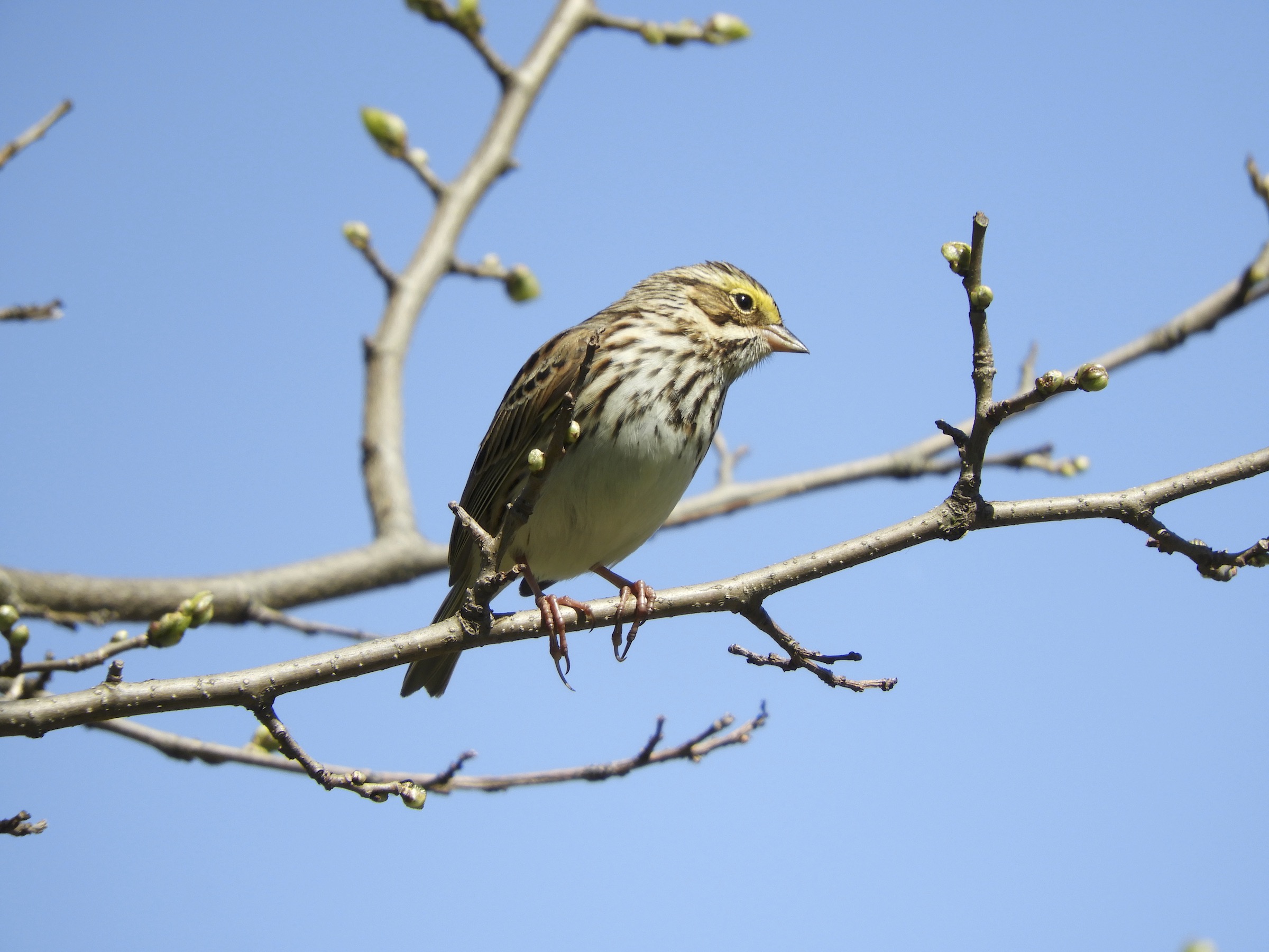 The Sparrows of April – Birds of Inwood