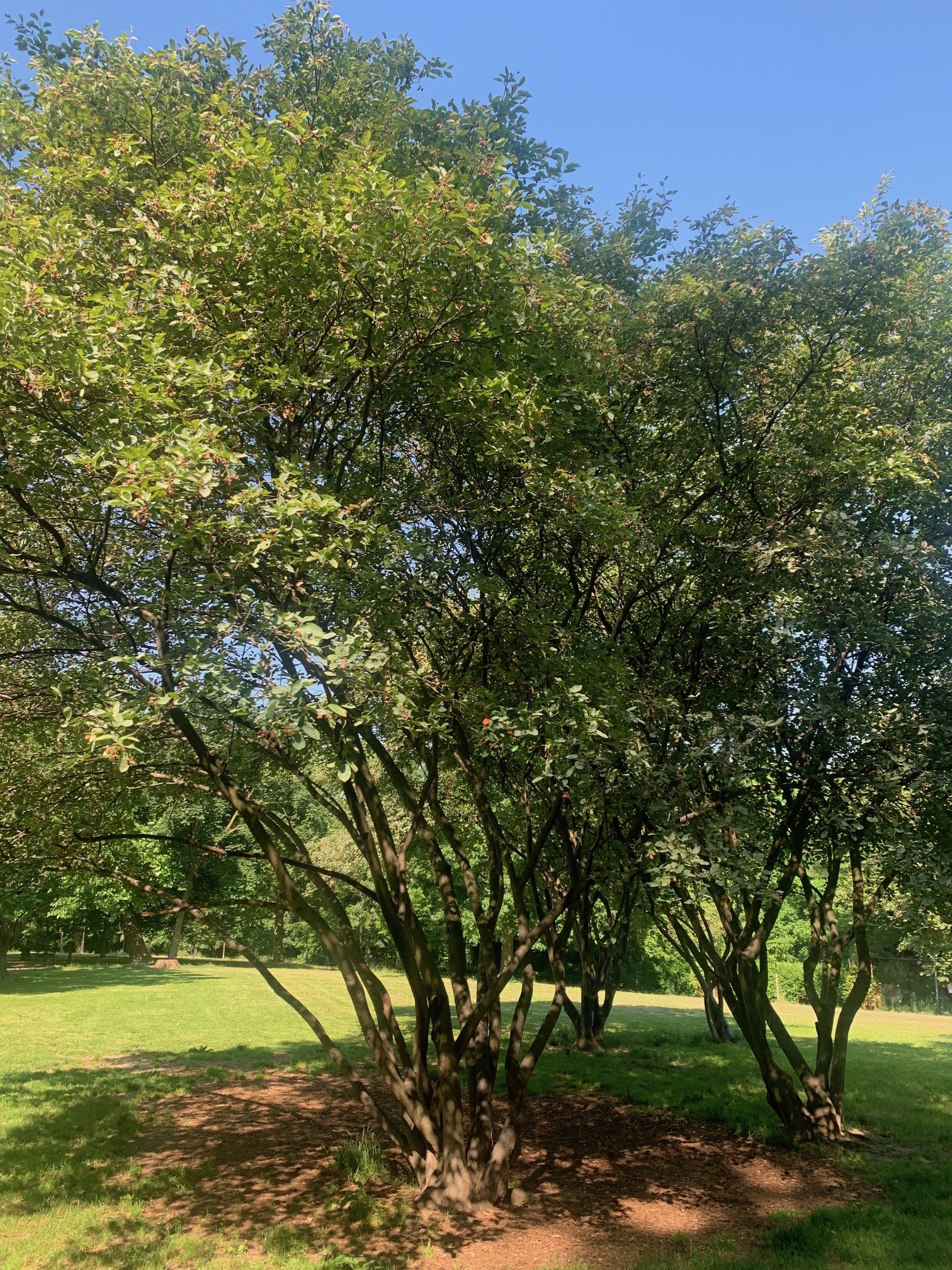 Cedar Waxwings and a House Finch in the Juneberries of Isham Park ...