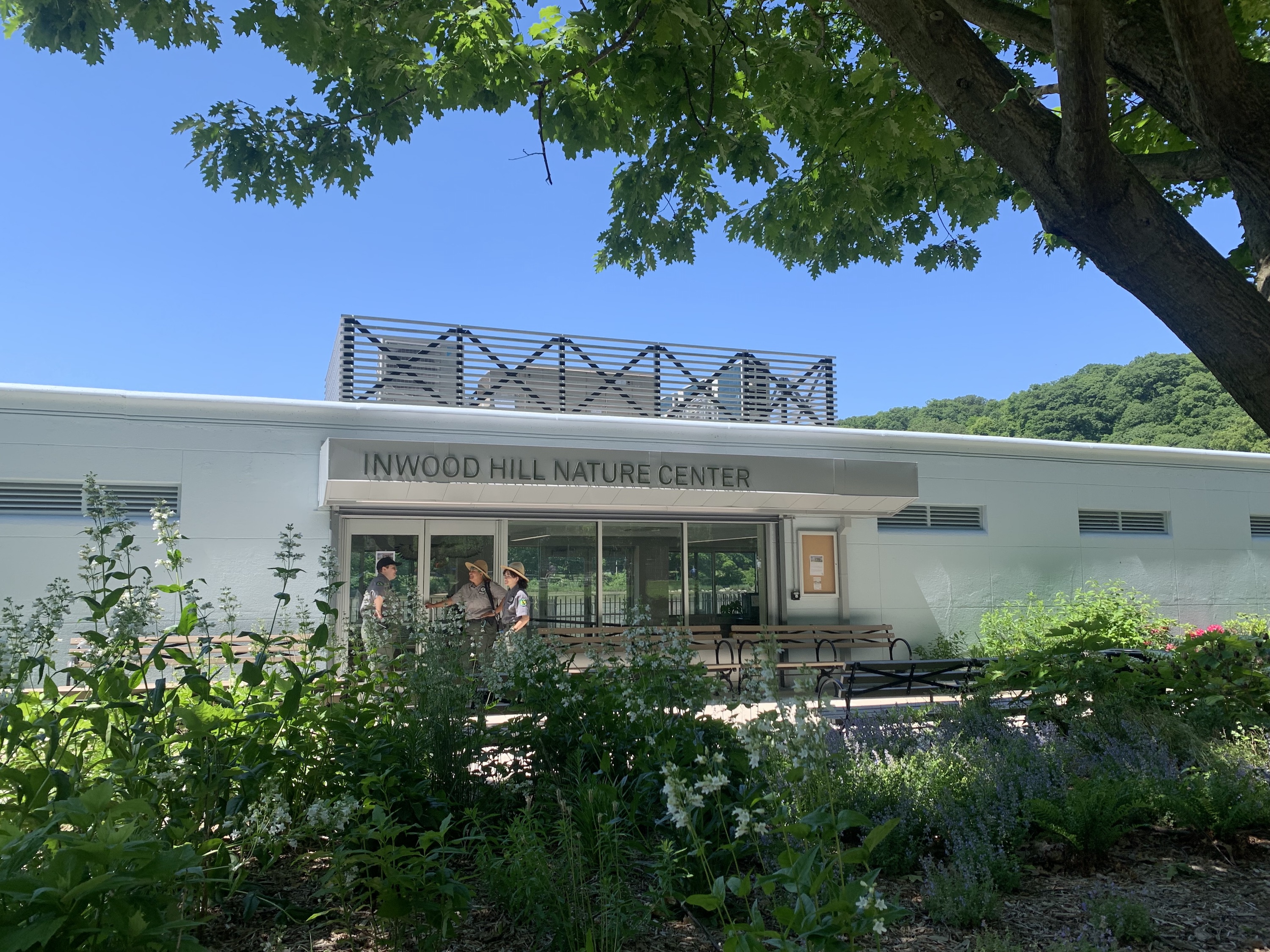 Inwood Hill Nature Center Opens and the Summer Begins – Birds of Inwood