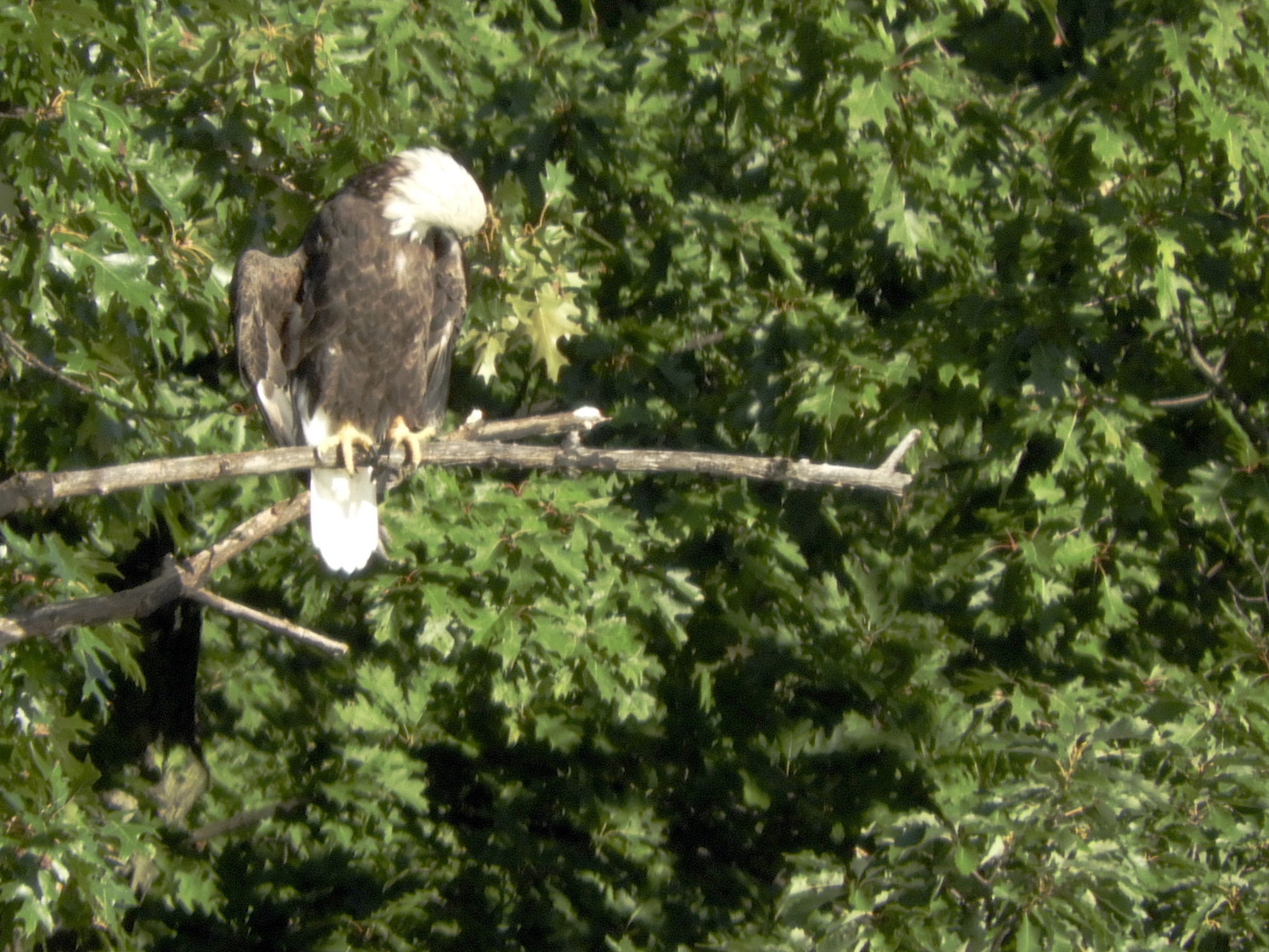 A Heavenly Host of Egrets and a Bald Eagle Strikes a Pose – Birds of Inwood