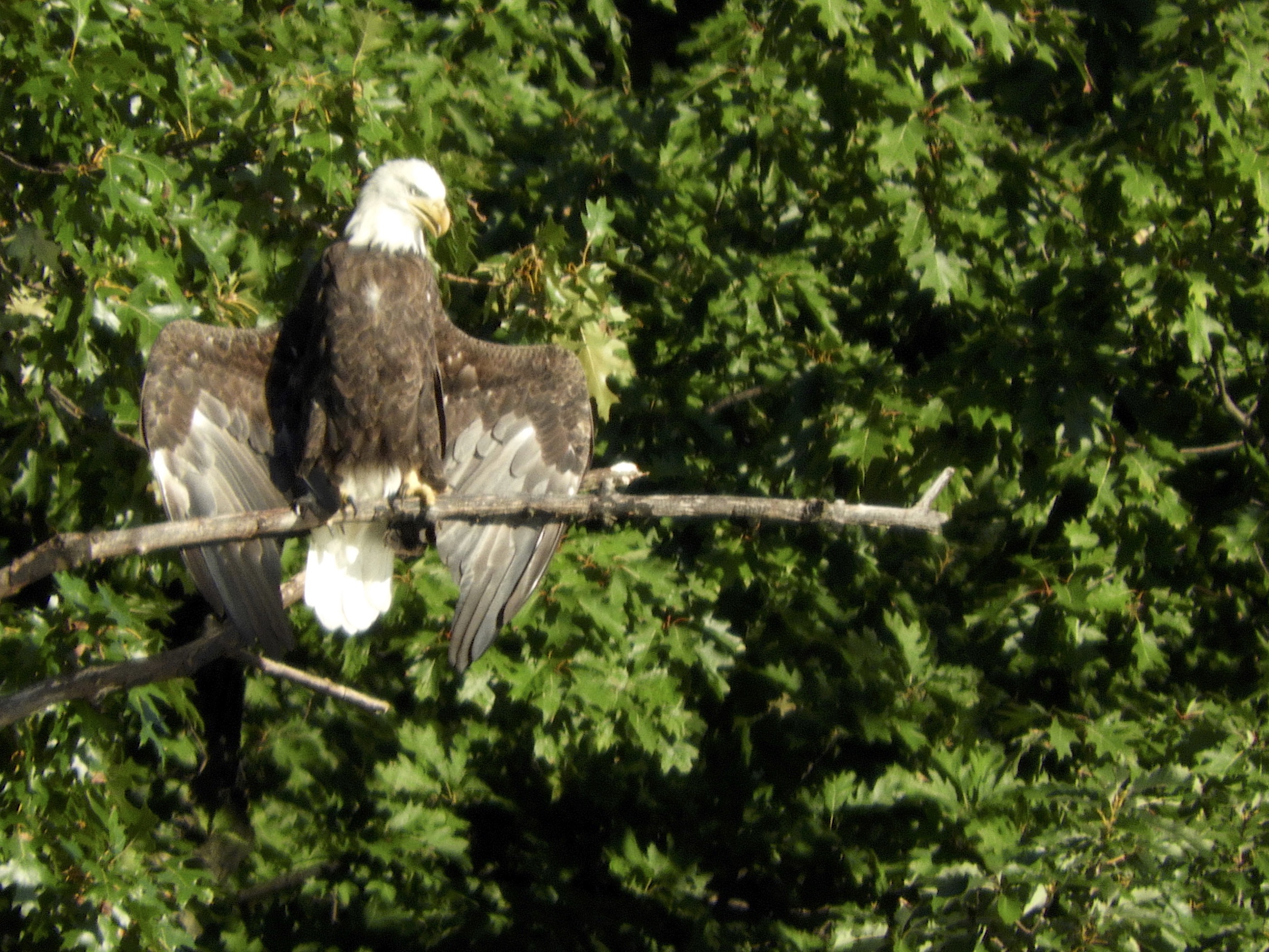 A Heavenly Host of Egrets and a Bald Eagle Strikes a Pose – Birds of Inwood
