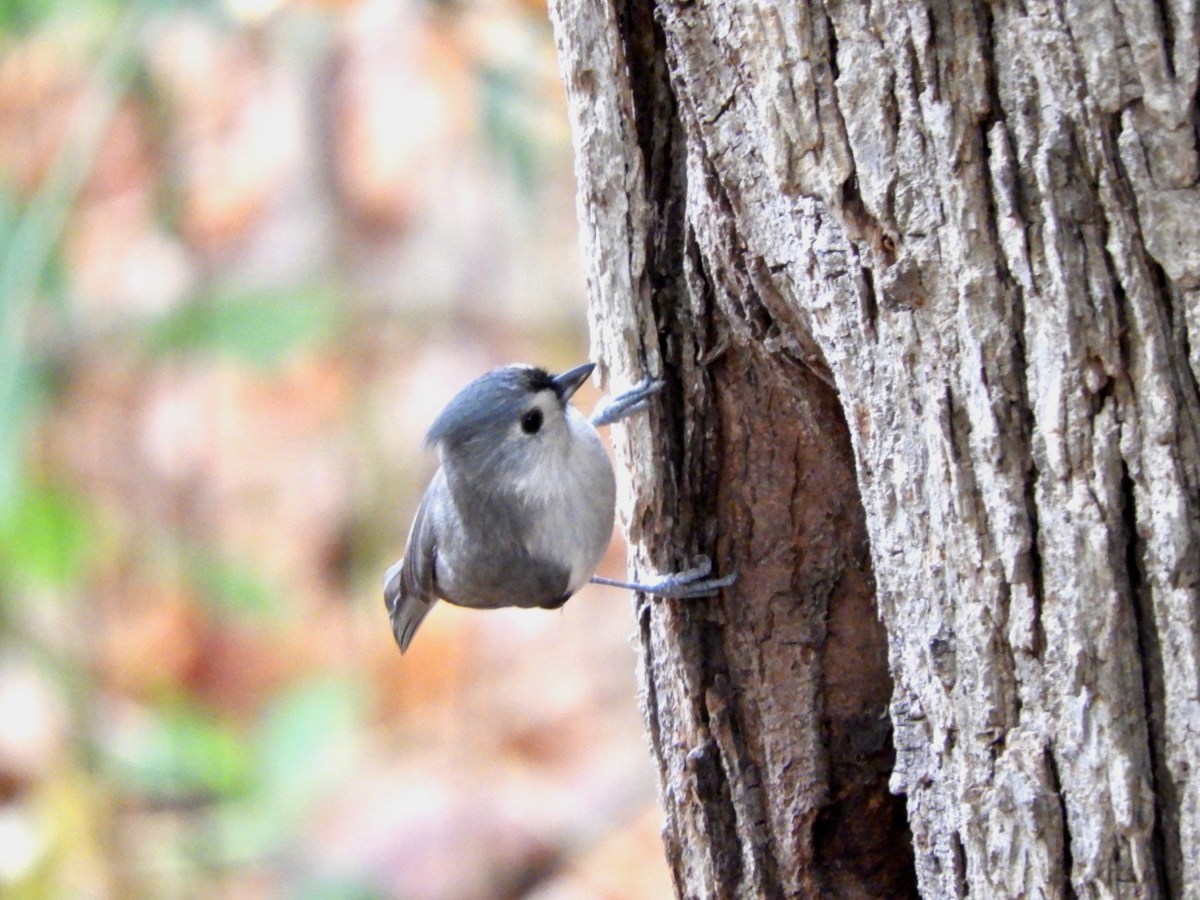 The Great Tufted Titmouse Food Operation – Birds of Inwood