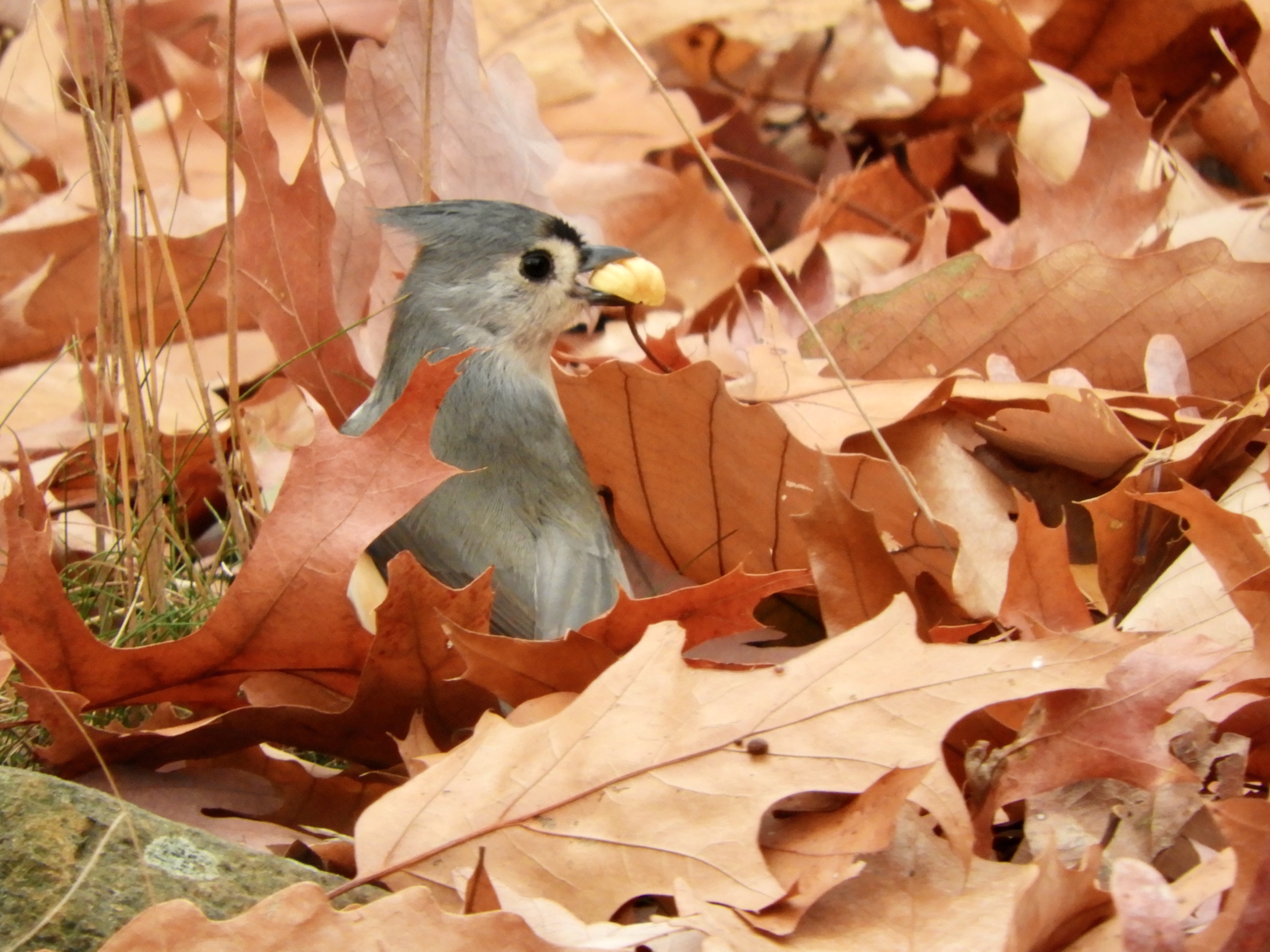 The Great Tufted Titmouse Food Operation – Birds of Inwood