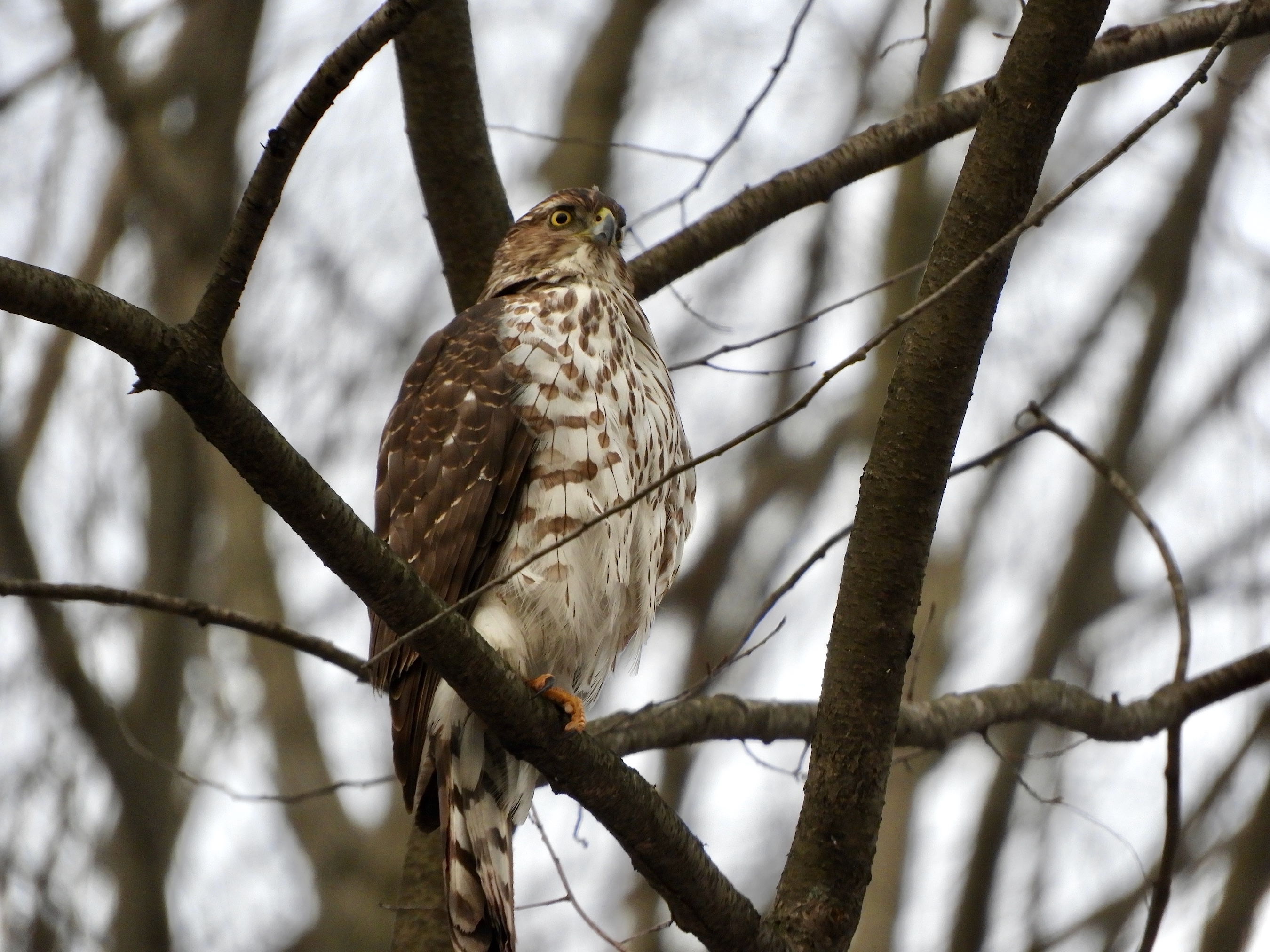 The Cooper’s Hawk of Cooper Street – Birds of Inwood