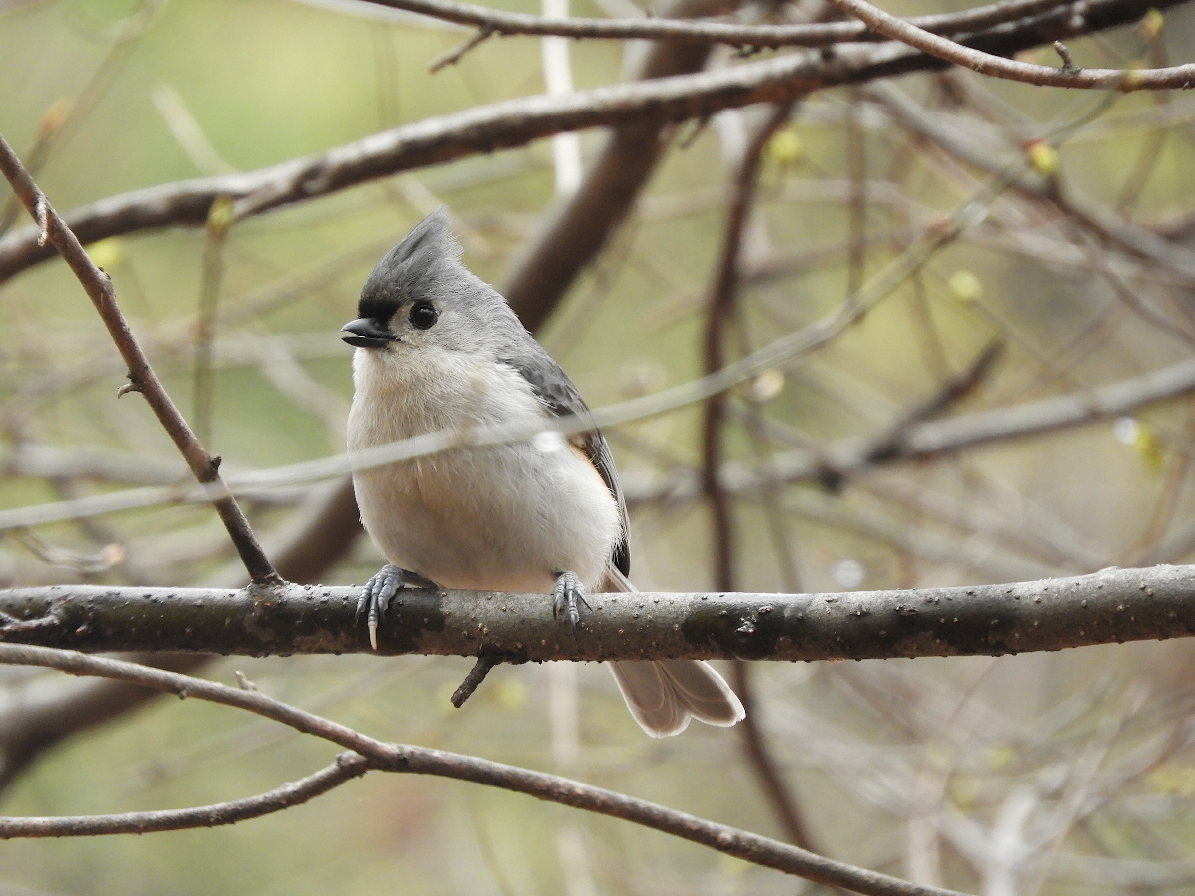 Sightings Spring 2025 – March 2025 – Birds of Inwood