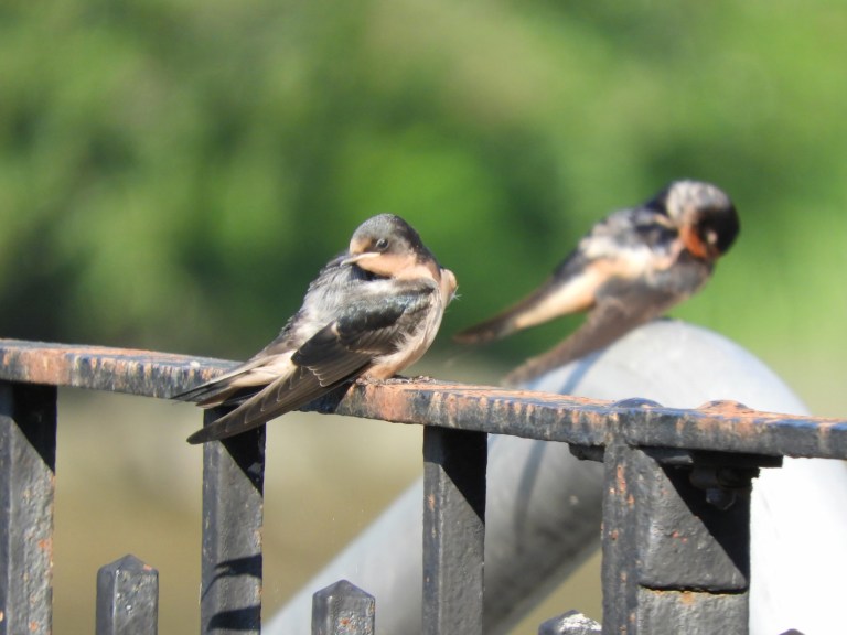 A Barn Swallow Summer – Birds of Inwood