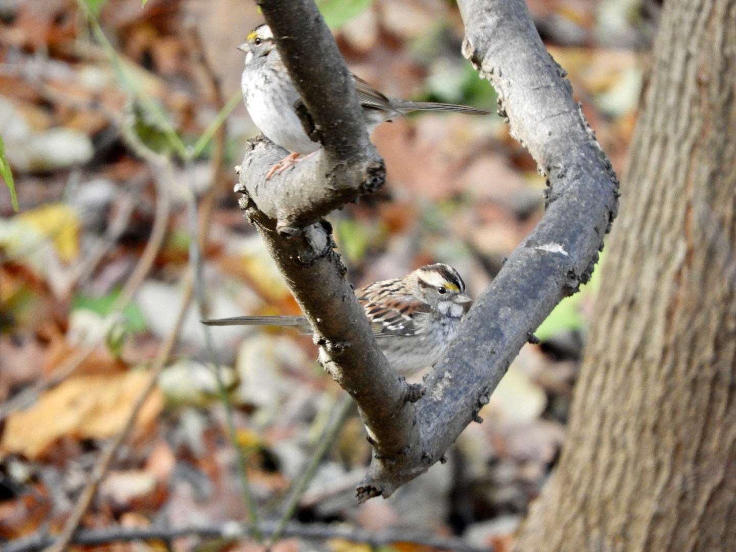 Easy Fall Birding with White-throated Sparrows – Birds of Inwood