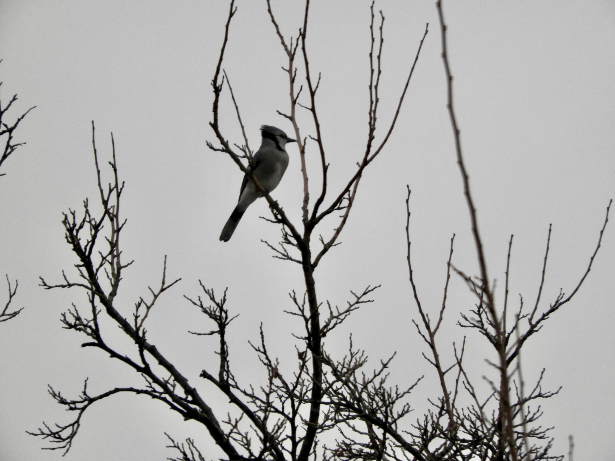 Observing Birds Outside the Window: The Comforts and Surprises of ...