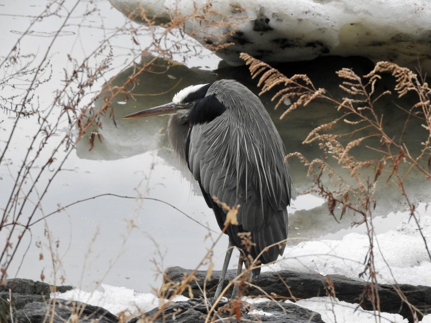 Blizzard Warning: A Great Blue Heron Hunkers Down, and Other Stories of ...