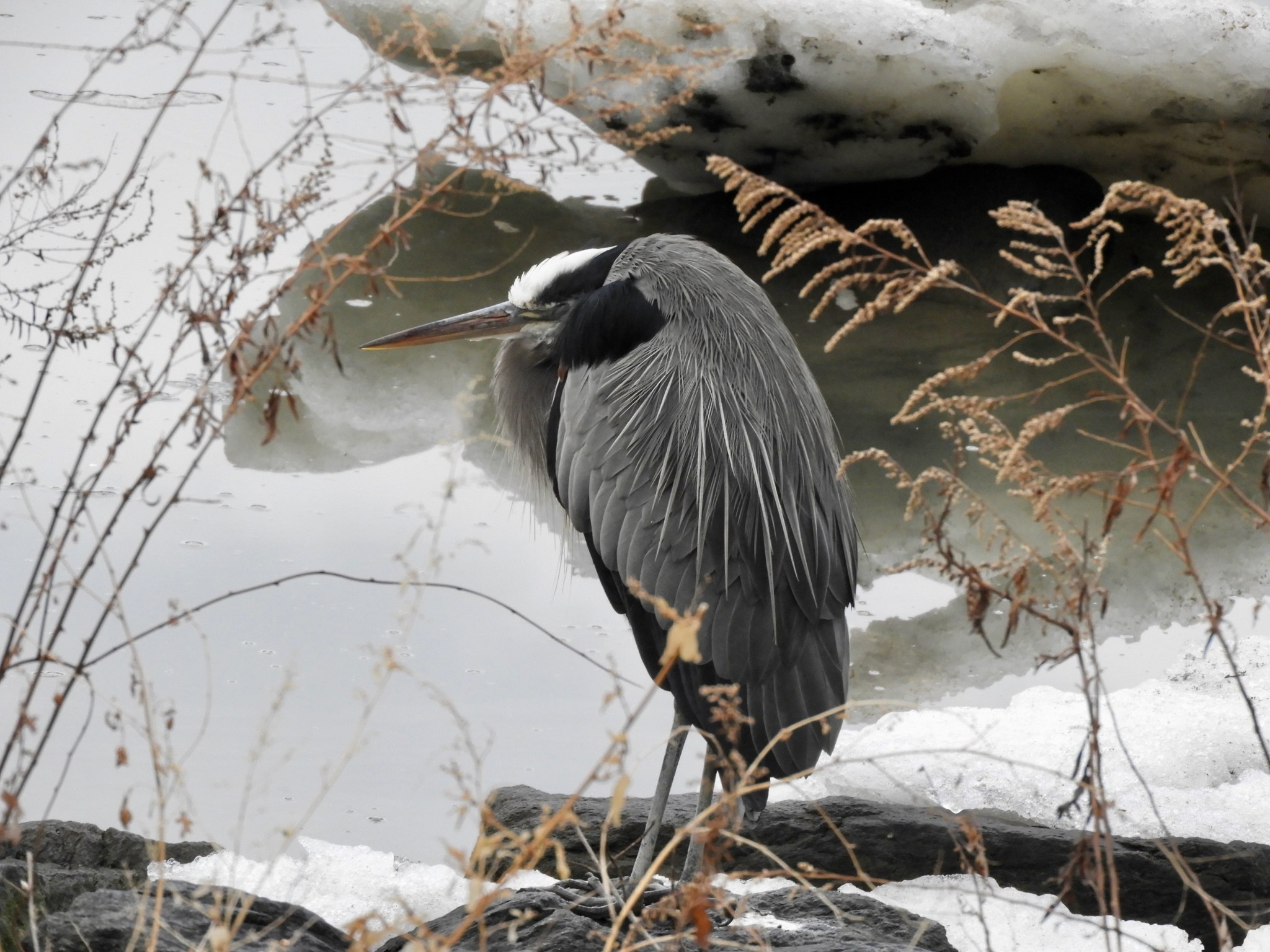 Blizzard Warning: A Great Blue Heron Hunkers Down, and Other Stories of ...